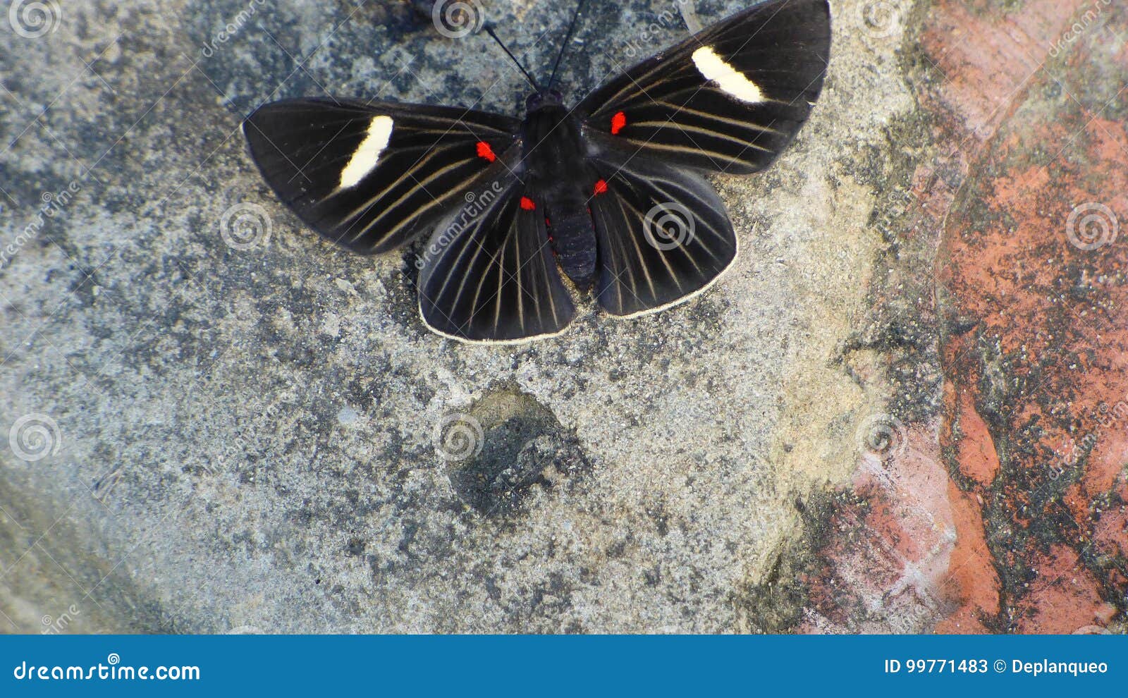 Insect in Bolivia, South America. Stock Image - Image of look, bolivia ...