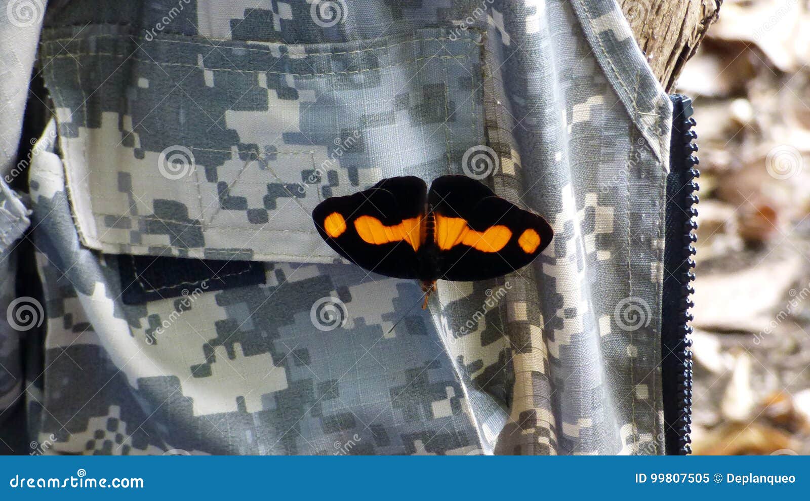 Insect in Bolivia, South America. Stock Image - Image of bolivian ...