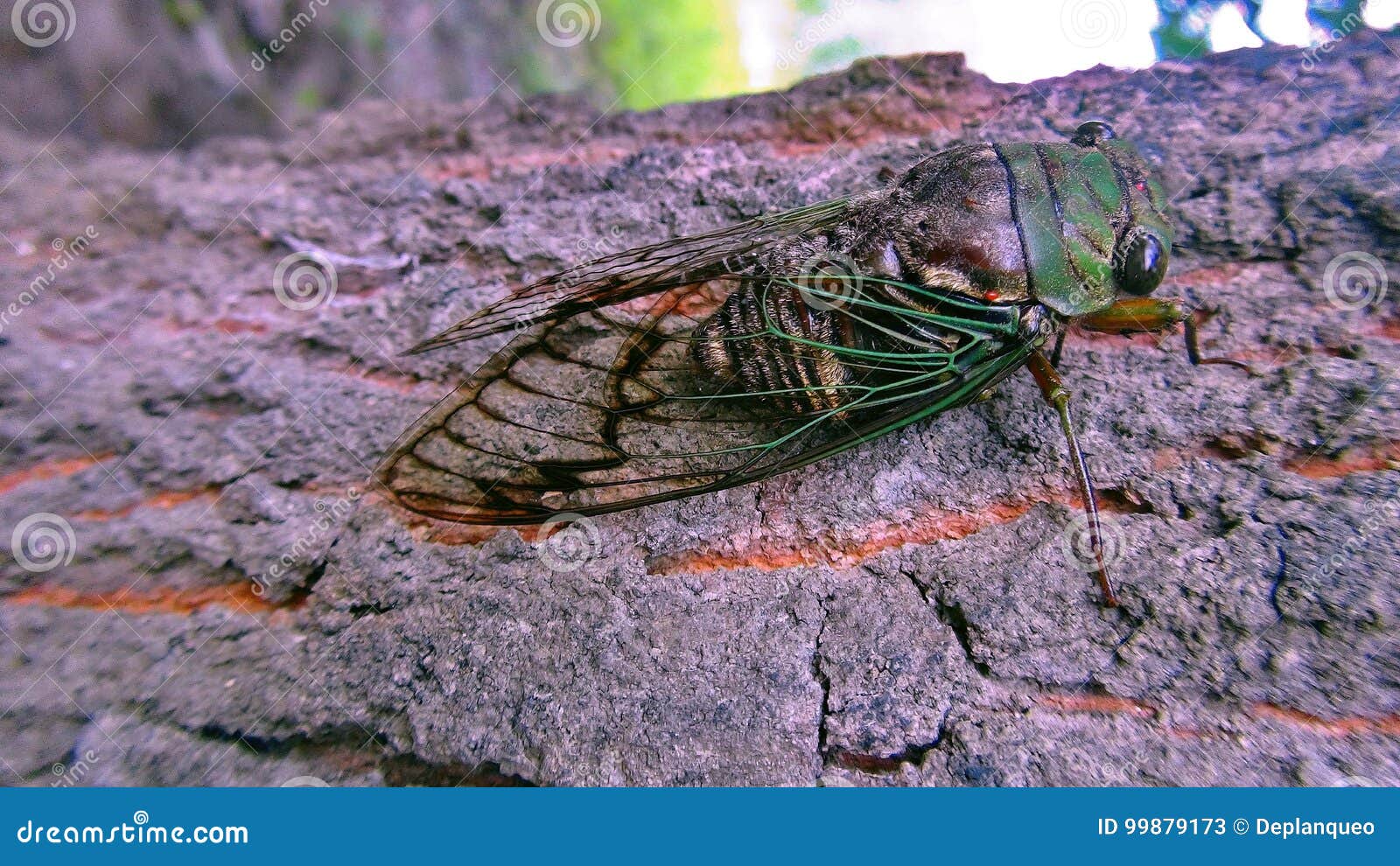 Cigale Cicada Alive Insect Close-up On The Tree, Symbol Of Provence And ...