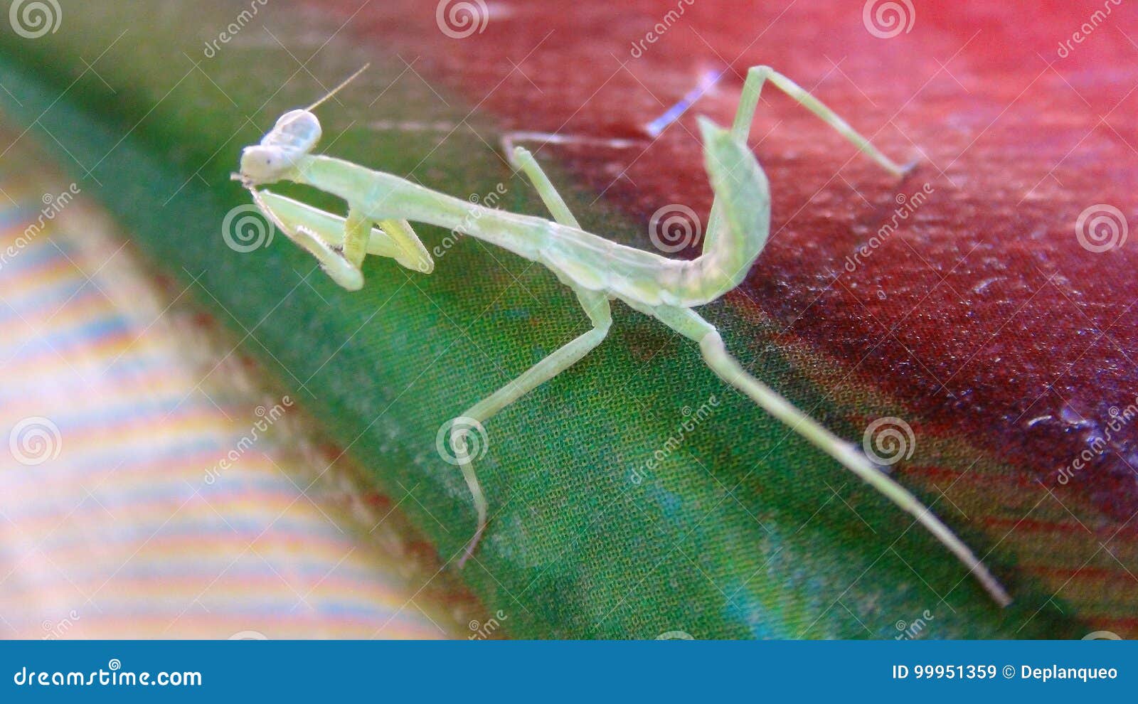 Insect in Bolivia, South America. Stock Image - Image of amazon, insect ...