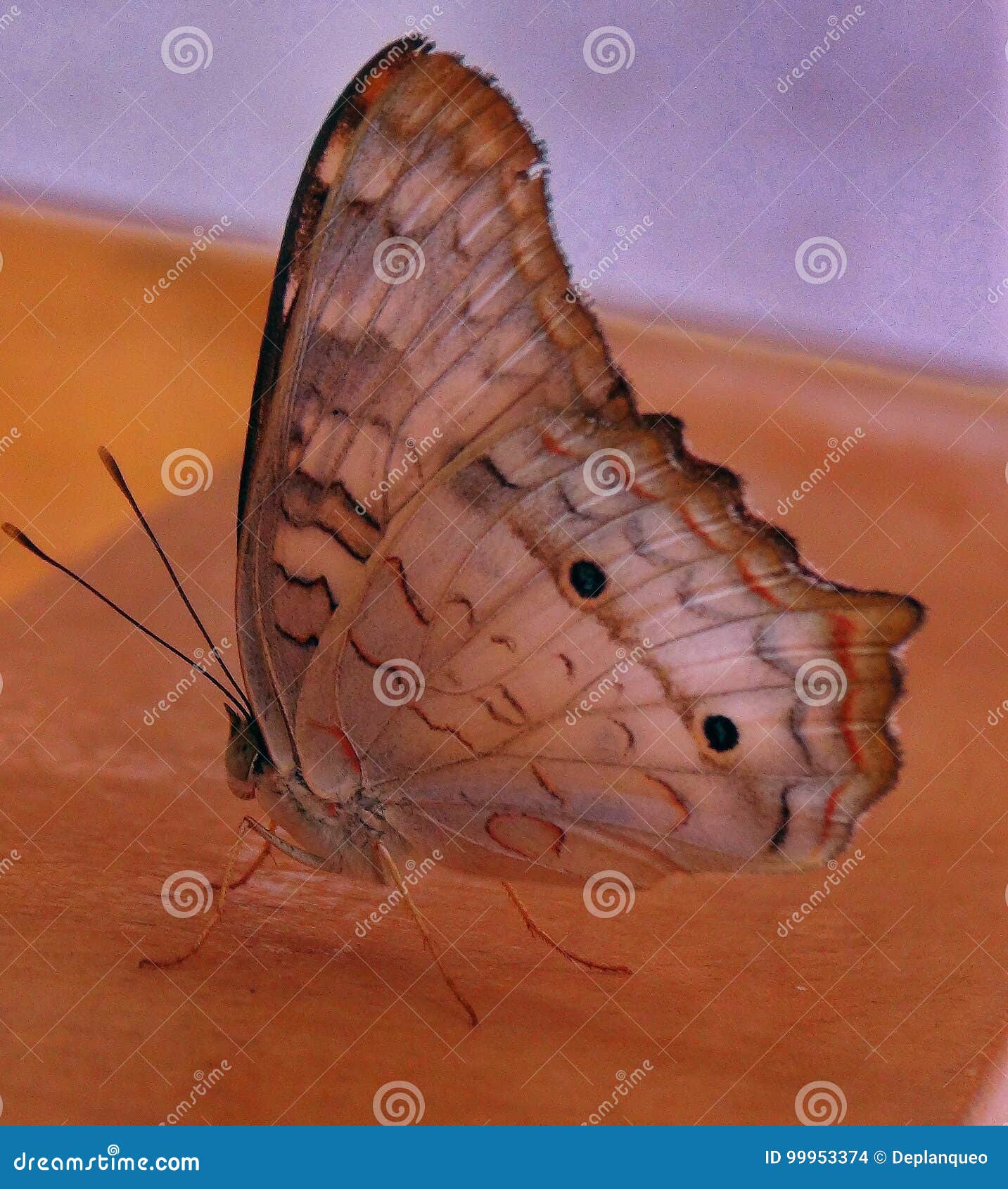 Insect in Bolivia, South America. Stock Photo - Image of faune, insekt ...