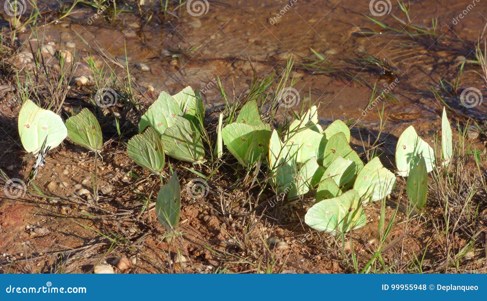 Insect in Bolivia, South America. Stock Photo - Image of mariposa ...