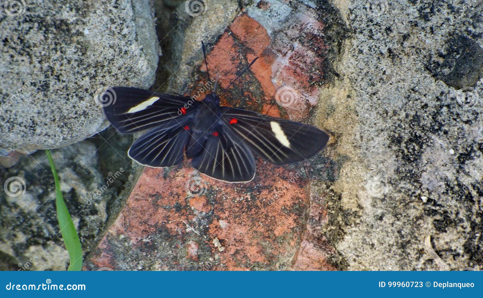 Insect in Bolivia, South America. Stock Image - Image of america ...