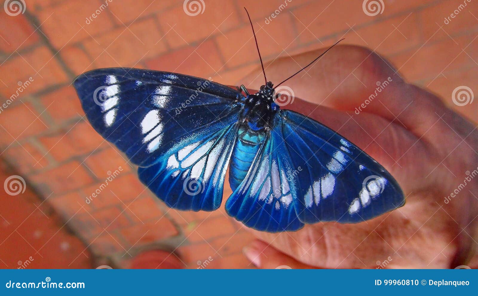 Insect in Bolivia, South America. Stock Photo - Image of mammal, amazon ...