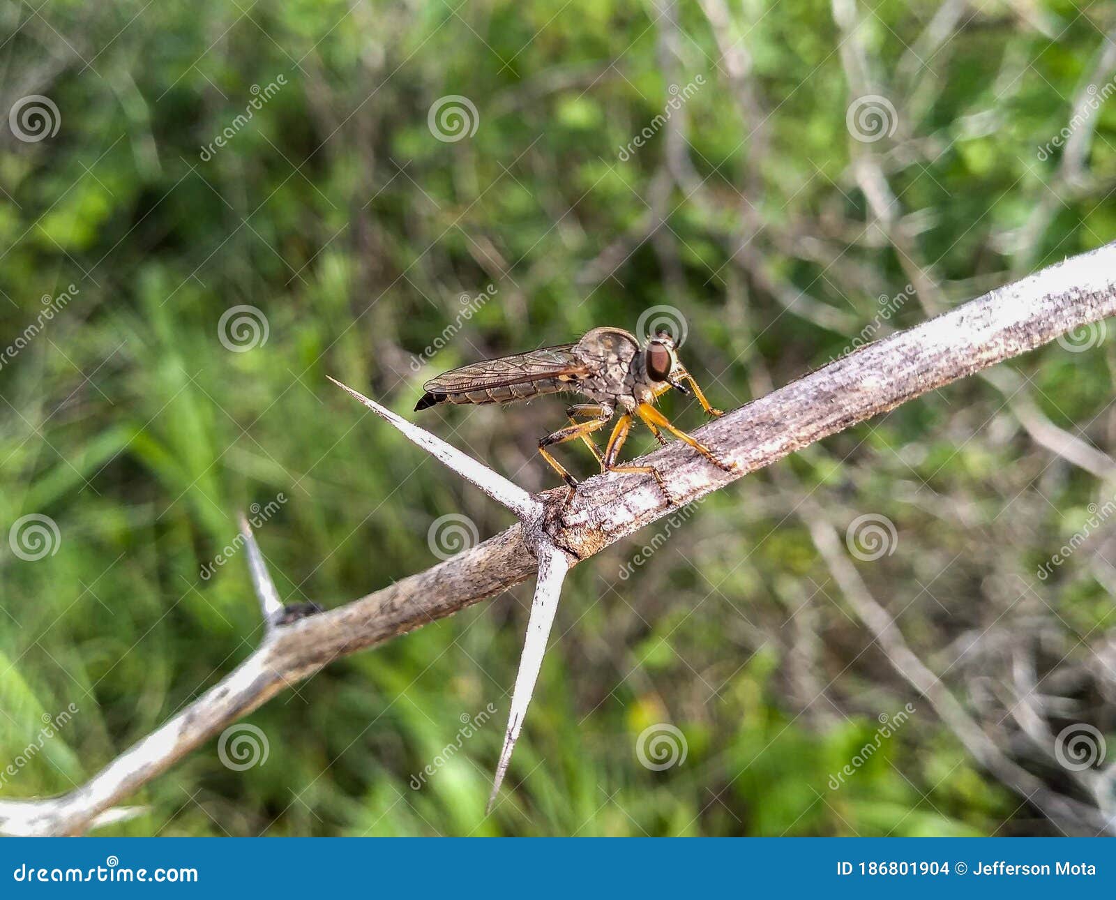 An Insect on a Branch with Thorns Stock Photo - Image of wildlife ...