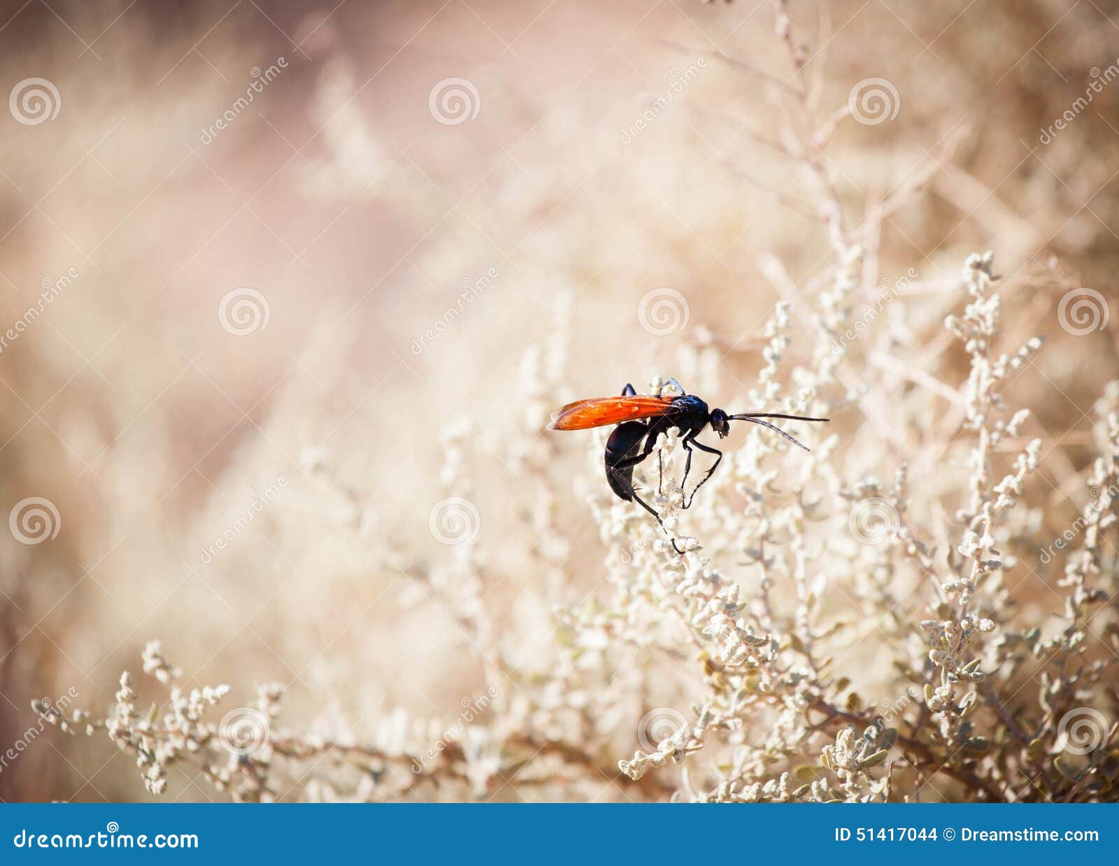 Insect with Bright Orange Wings Stock Photo - Image of bright, detail ...