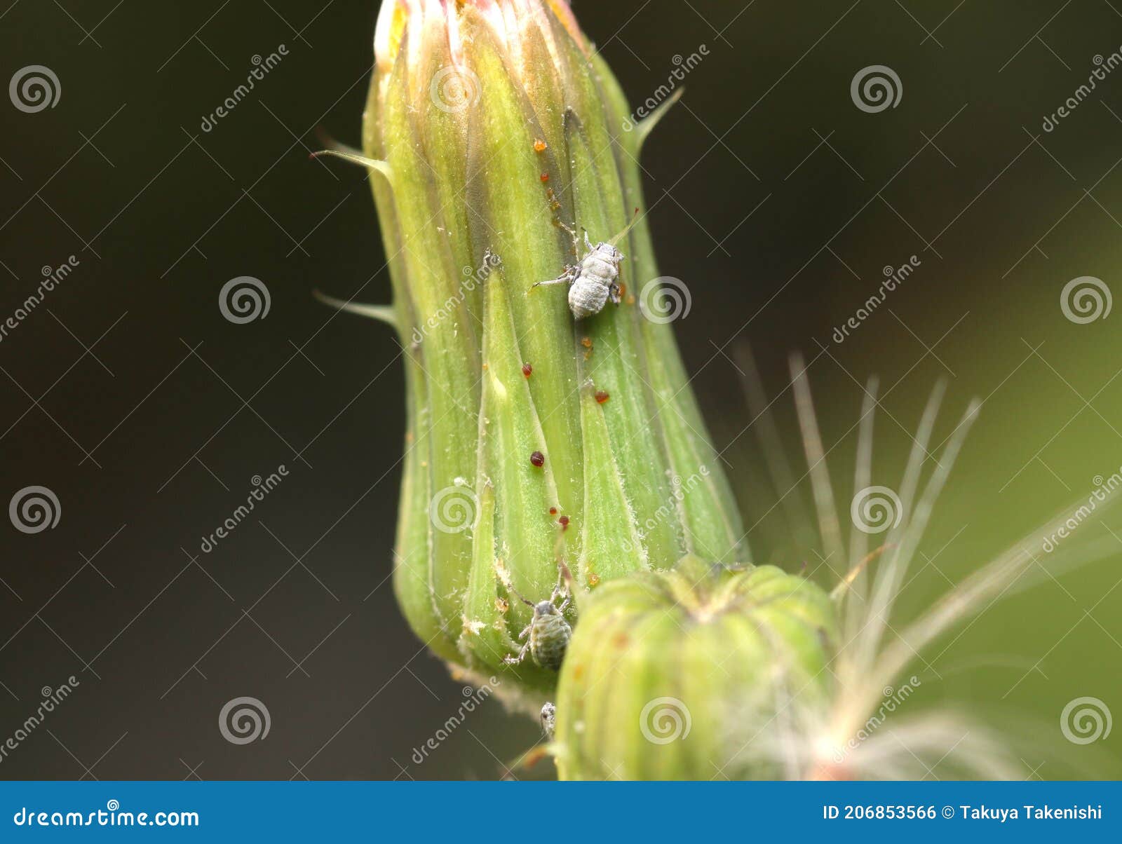 An Insect on the Bud stock photo. Image of head, flower - 206853566
