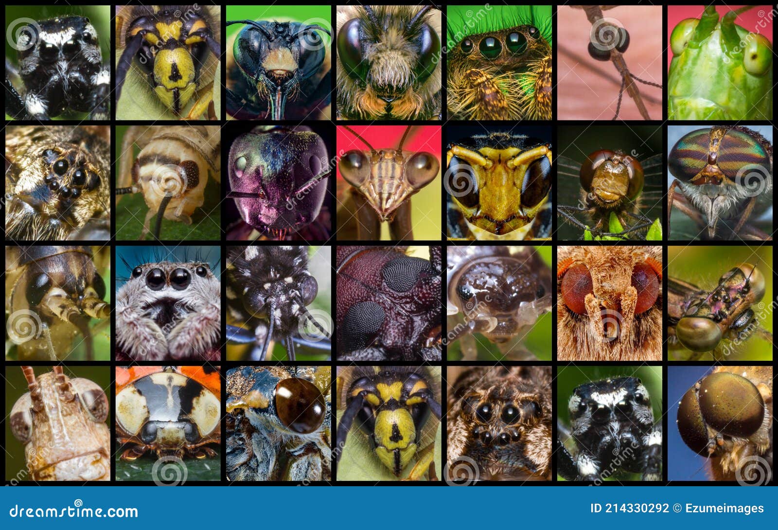 Collage Of Cicada Exoskeleton And Scale Insect Royalty-Free Stock Photo ...