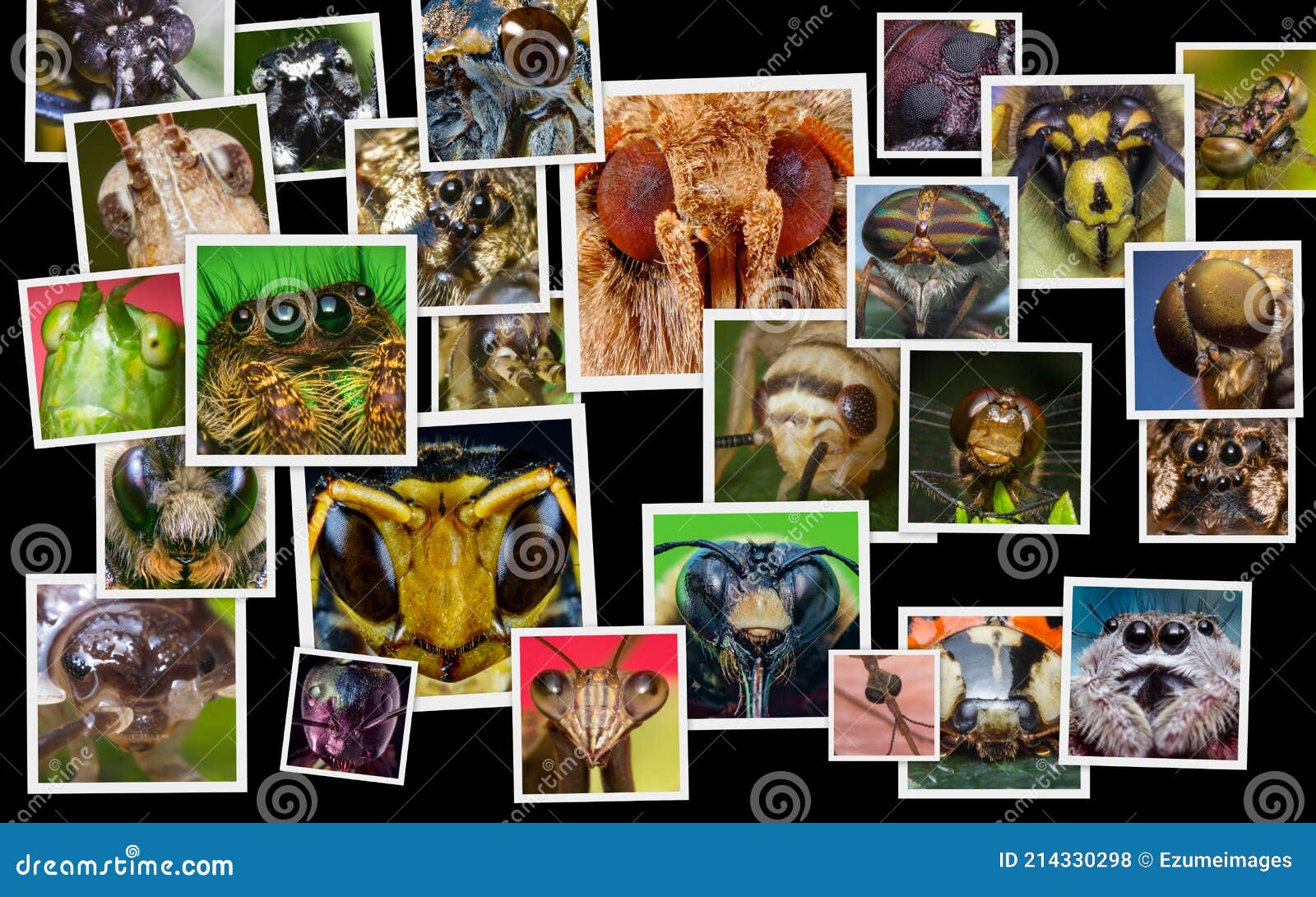 Collage Of Cicada Exoskeleton And Scale Insect Royalty-Free Stock Photo ...