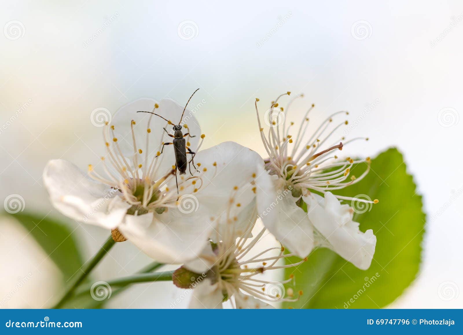 Insect Bug on the Cherry Flower Stock Photo - Image of branch, leaf ...