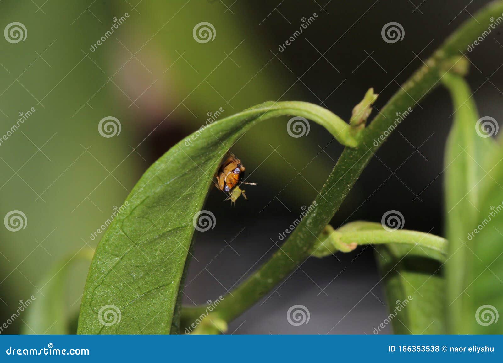 Insect Bug Eating Another Little Insect Bug on the Plant Stock Photo ...
