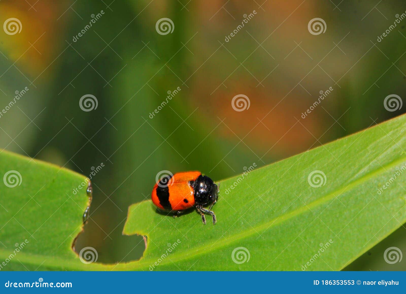 Insect Bug Eating Another Little Insect Bug on the Plant Stock Image ...