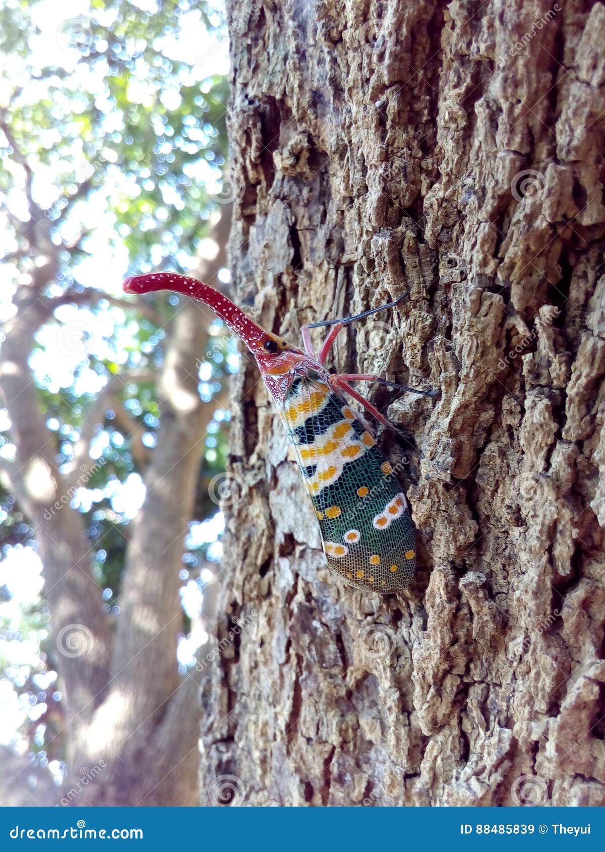 Insect Bug Lanternfly Pyrops Candelaria Insect on Tree Fruit Stock ...