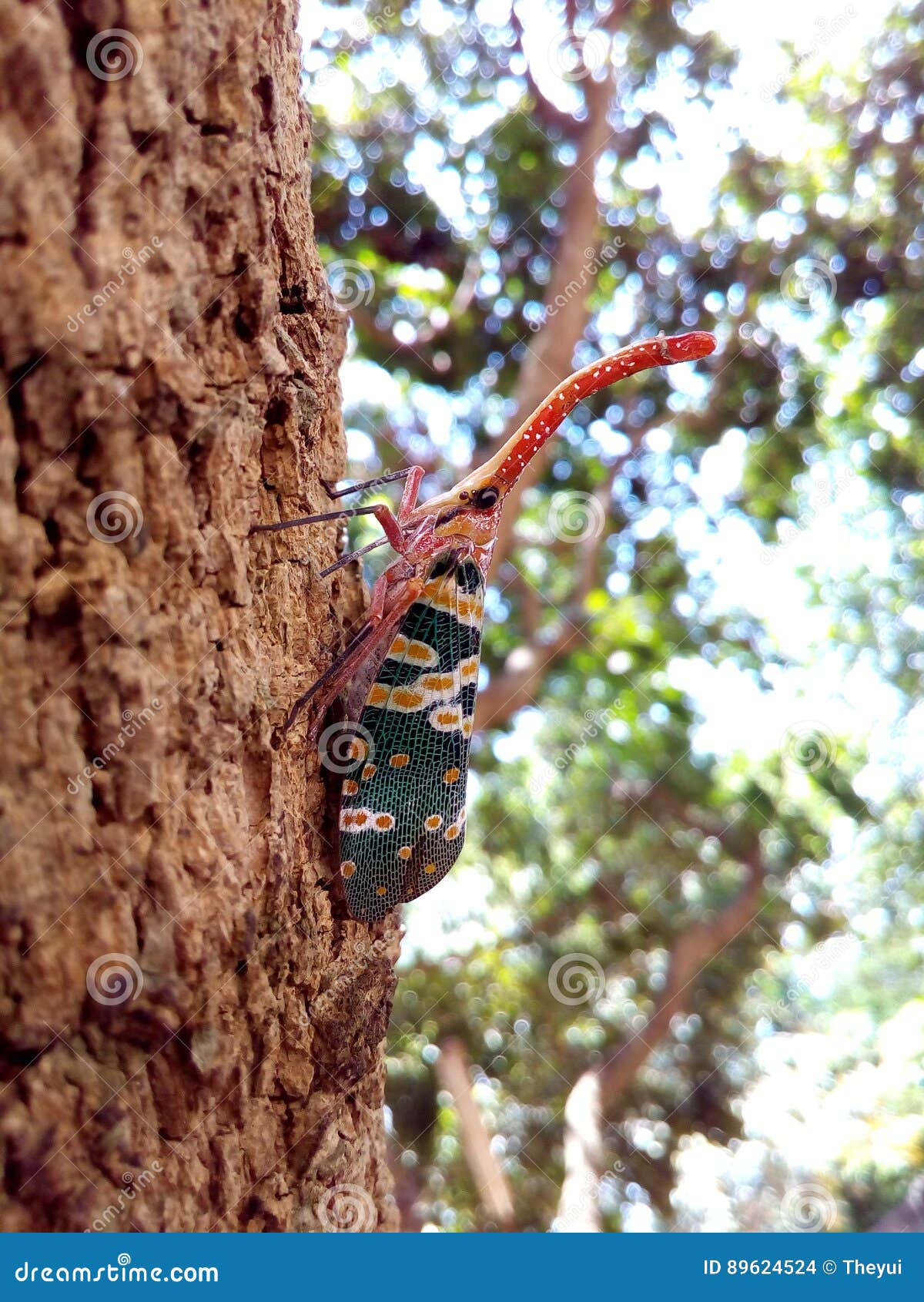 Insect Bug Lanternfly Pyrops Candelaria Insect on Tree Fruit Stock ...