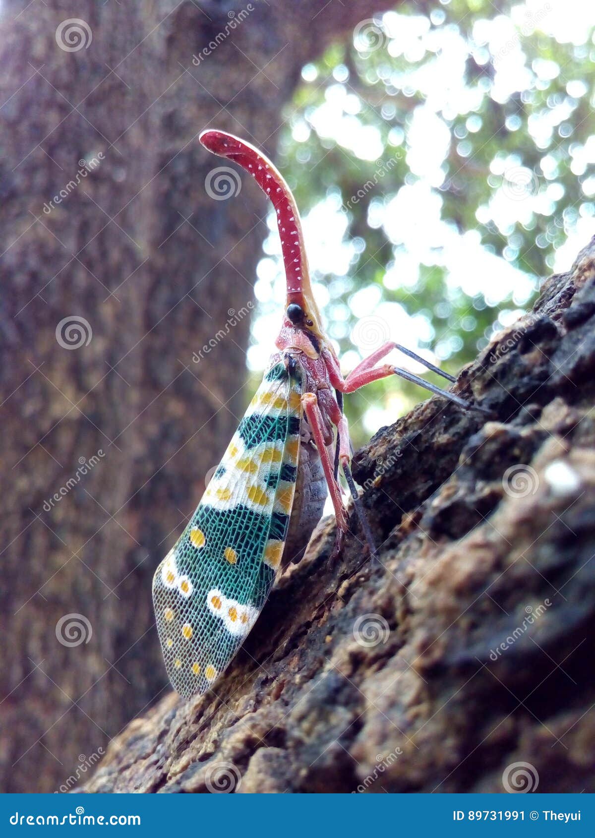 Insect Bug Lanternfly Pyrops Candelaria Insect On Tree Fruit Royalty ...