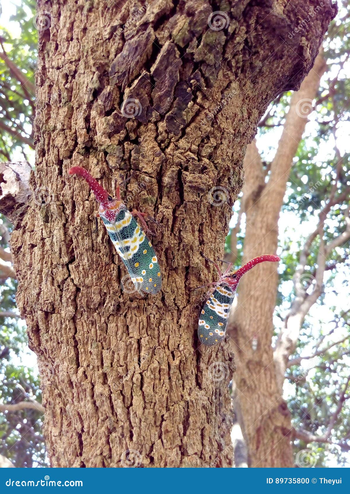 Insect Bug Lanternfly Pyrops Candelaria Insect on Tree Fruit Stock ...