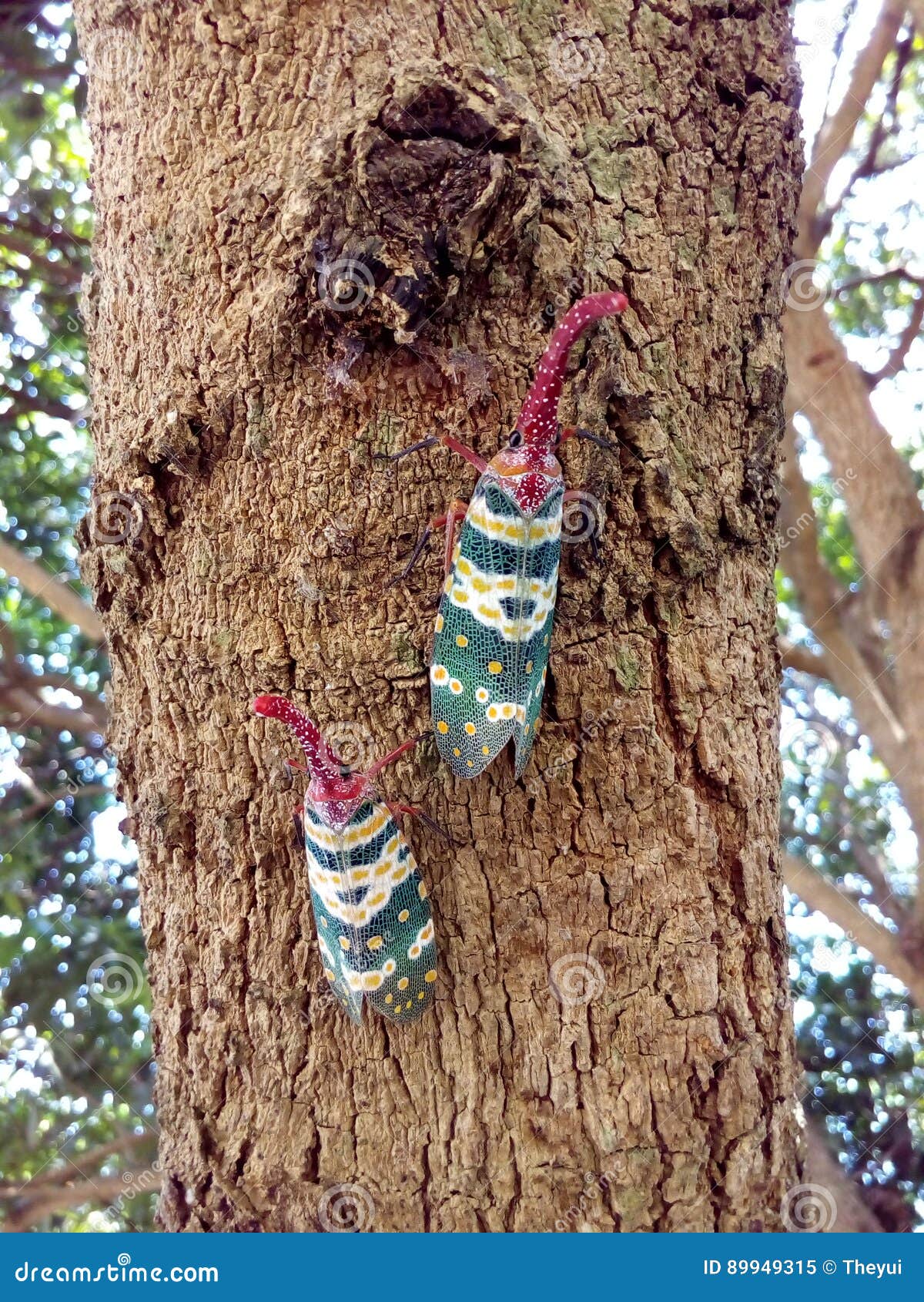 Insect Bug Lanternfly Pyrops Candelaria Insect on Tree Fruit Stock ...