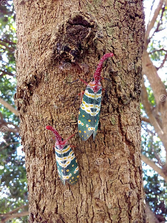 Insect Bug Lanternfly Pyrops Candelaria Insect on Tree Fruit Stock ...