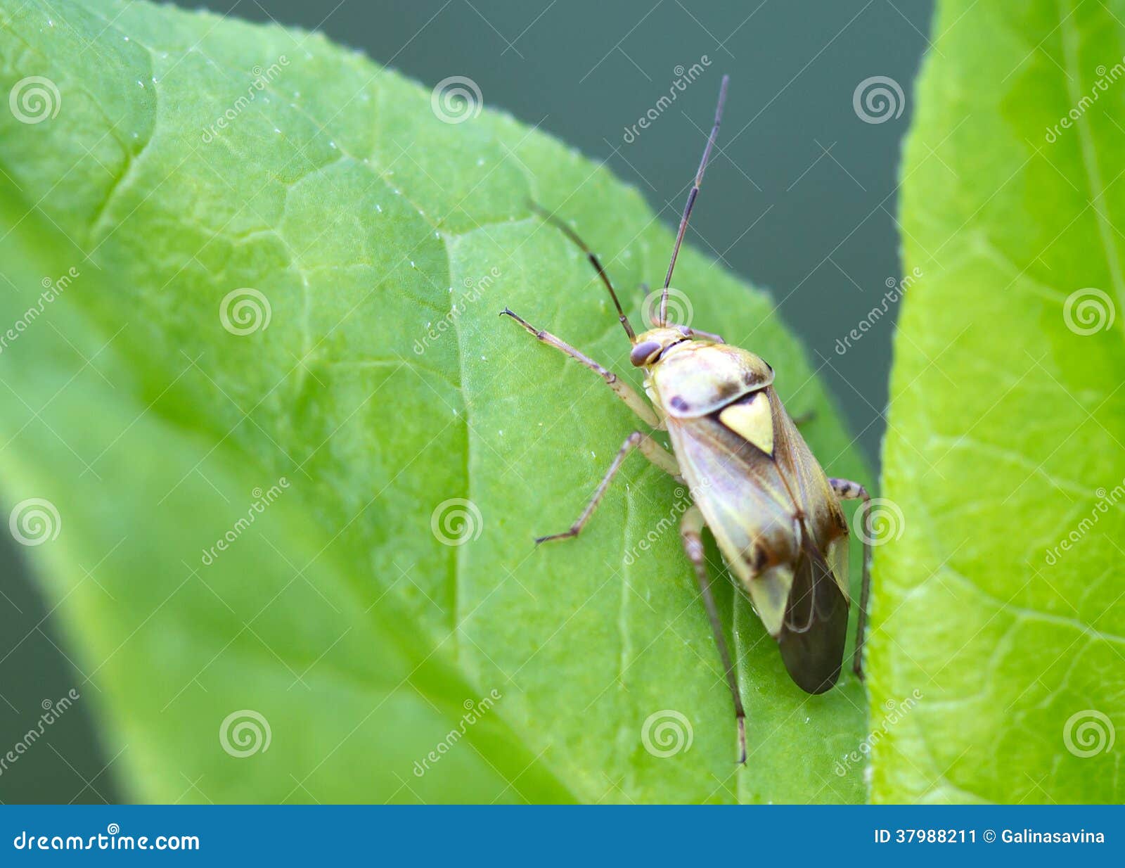 Insect bug Lygus pratensis stock image. Image of field - 37988211
