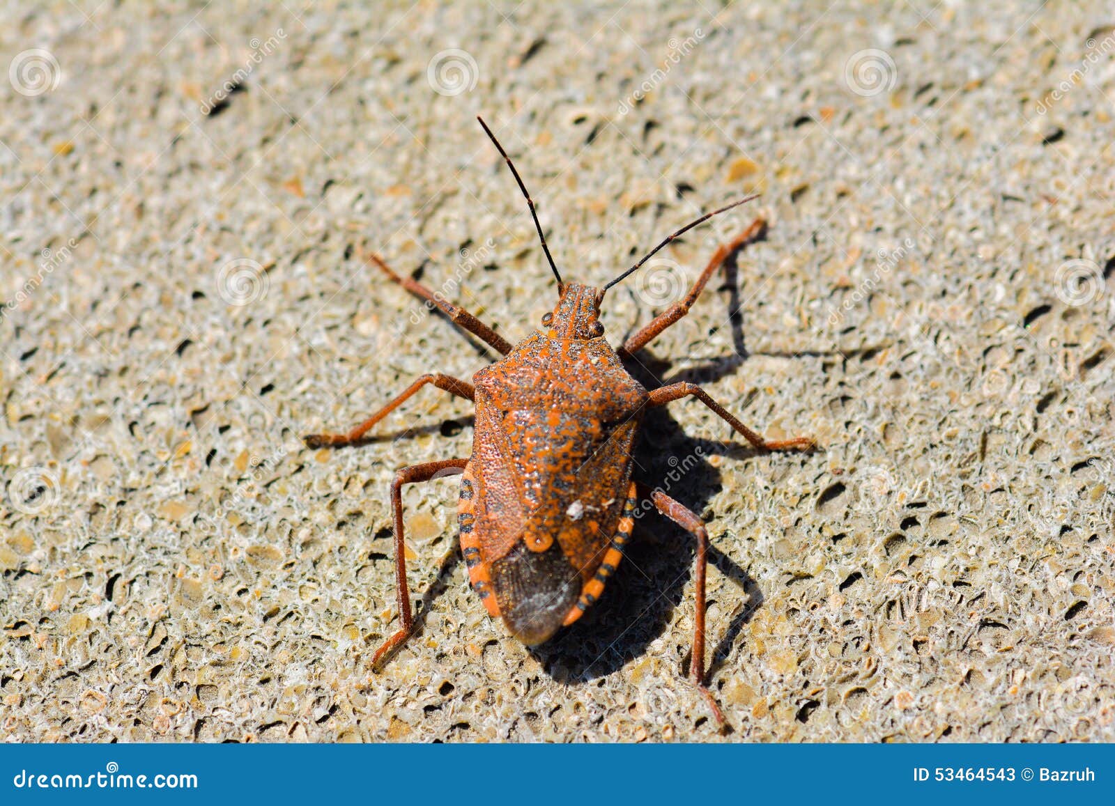 Insect, bug stock image. Image of nature, macro, closeup - 53464543