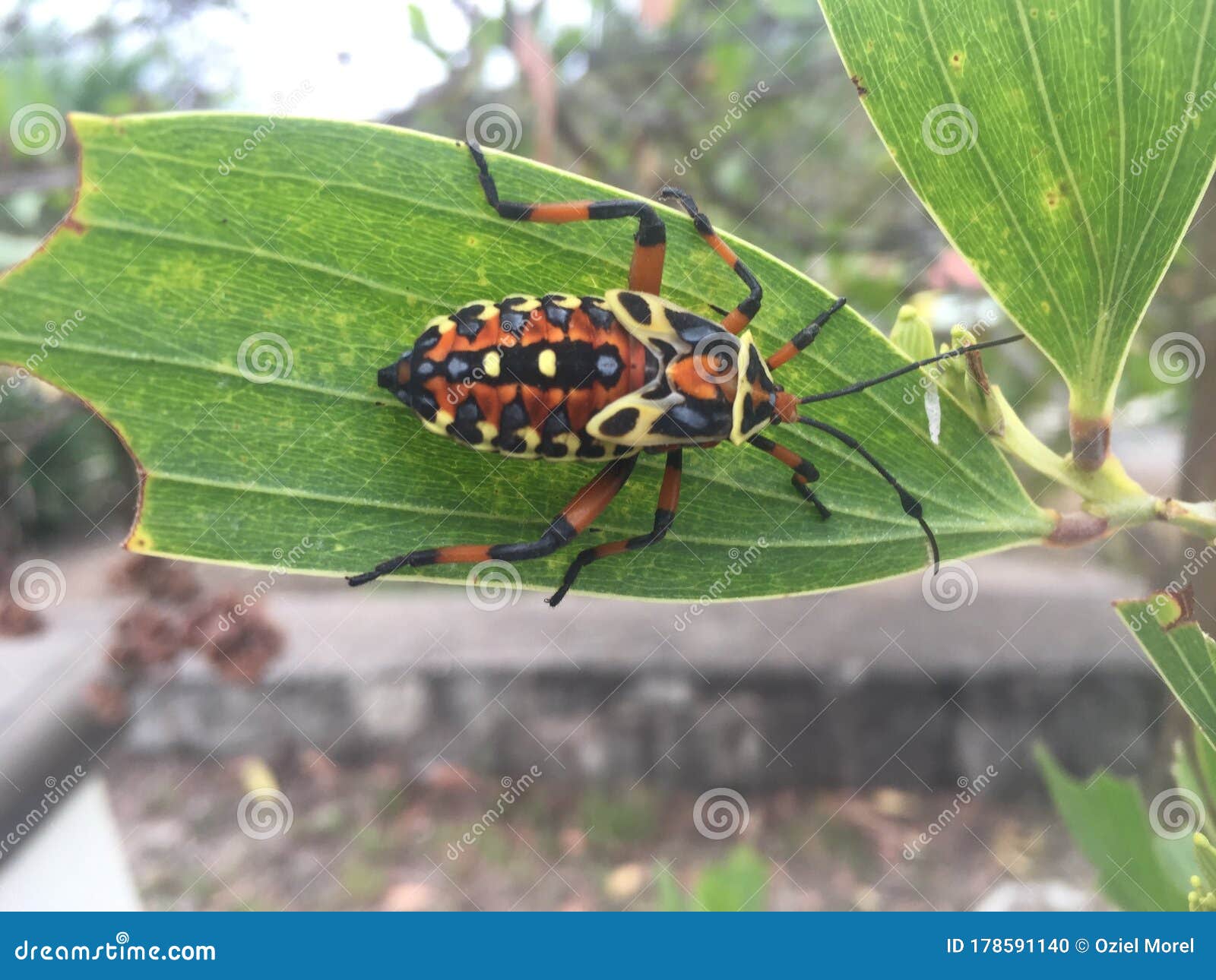 Insect, bug vibrant colors stock photo. Image of beetle - 178591140