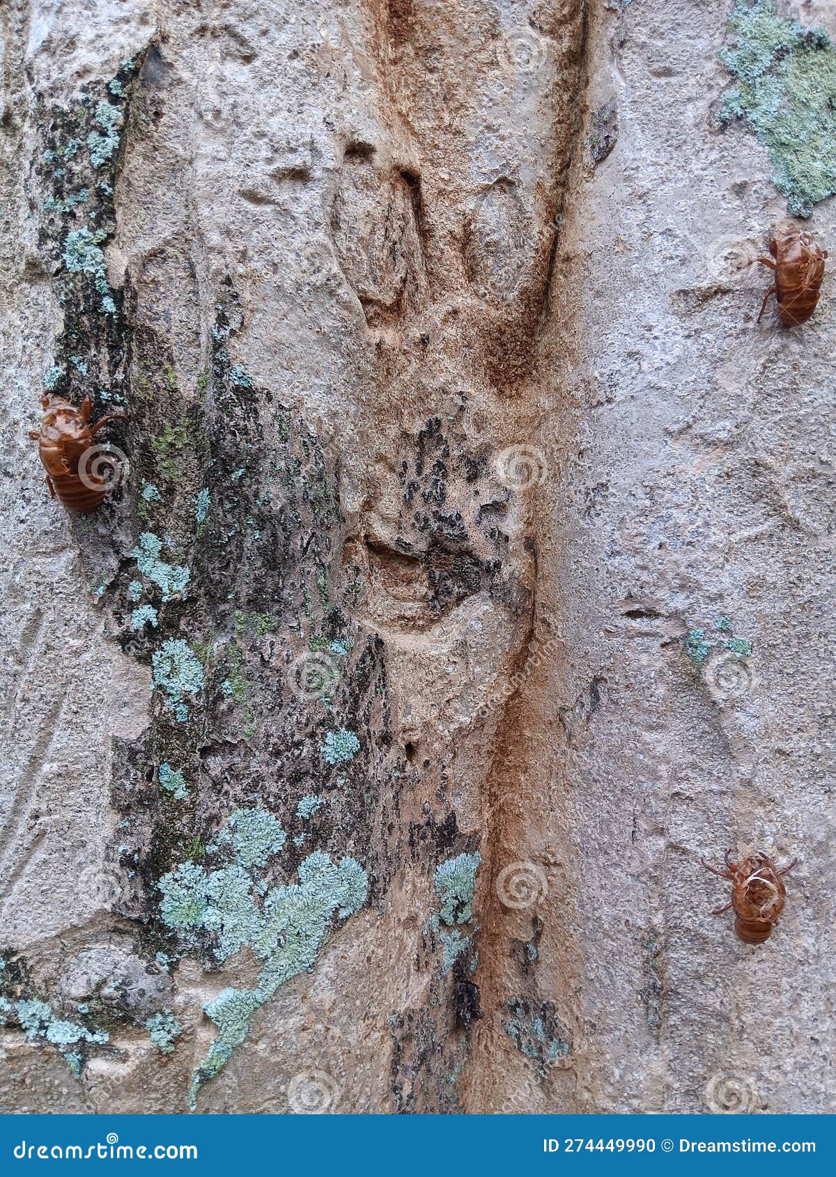 Insect Bugs are Crawling on the Tree Stock Photo - Image of garden ...