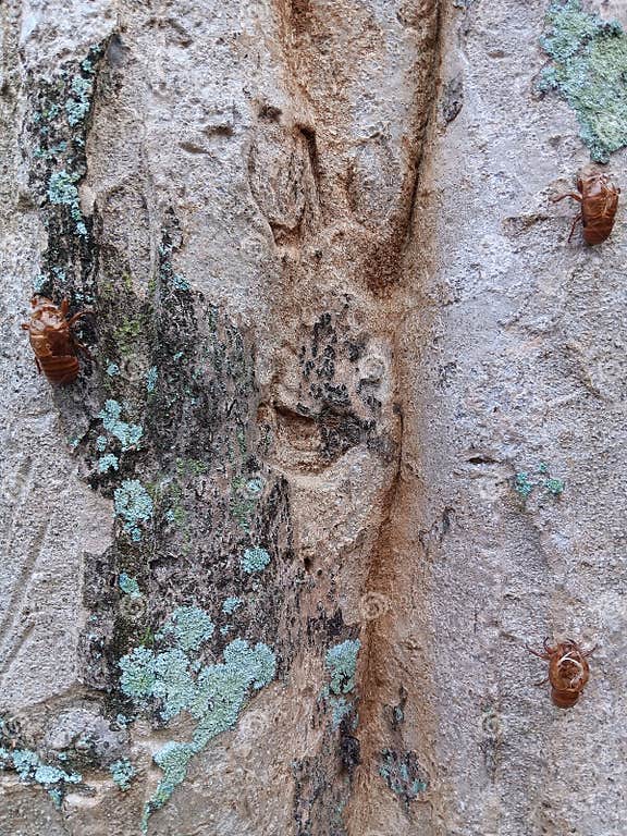 Insect Bugs are Crawling on the Tree Stock Photo - Image of garden ...