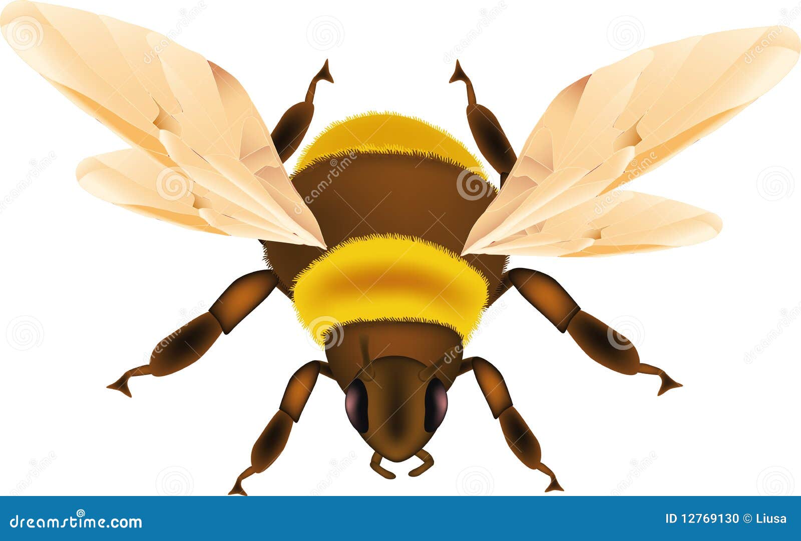 Insect bumble bee stock vector. Illustration of painting - 12769130