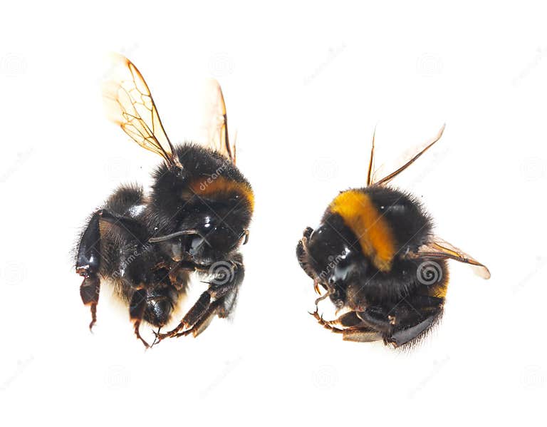 An Insect Bumblebee on a White Background Stock Photo - Image of wings ...