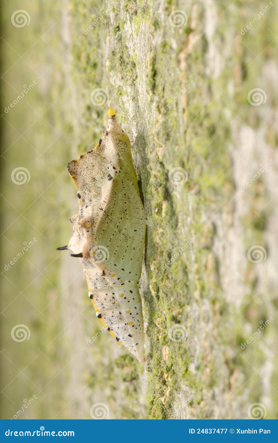 Insect butterfly cocoon stock image. Image of surface - 24837477
