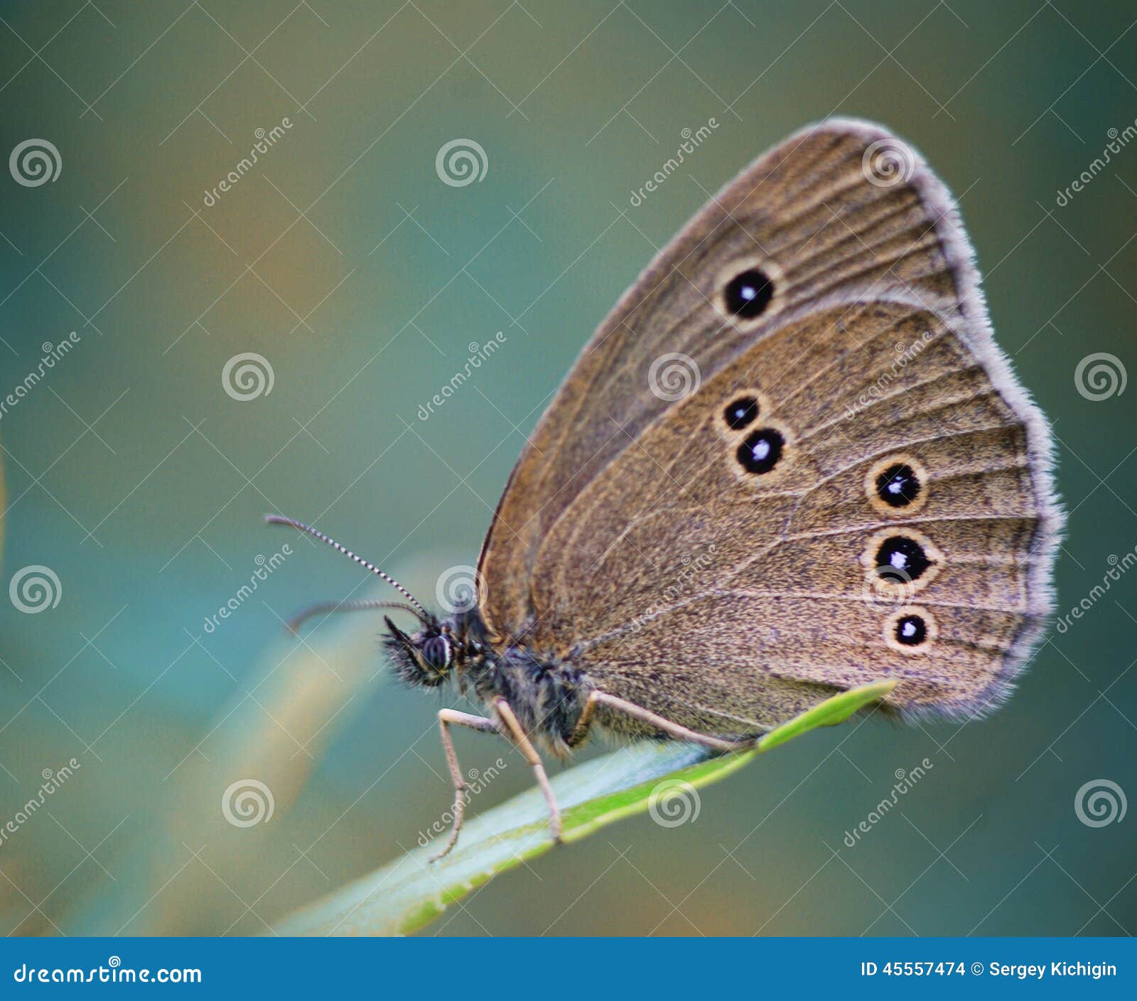 Insect Butterfly on a Grass Blade Stock Photo - Image of closeup ...