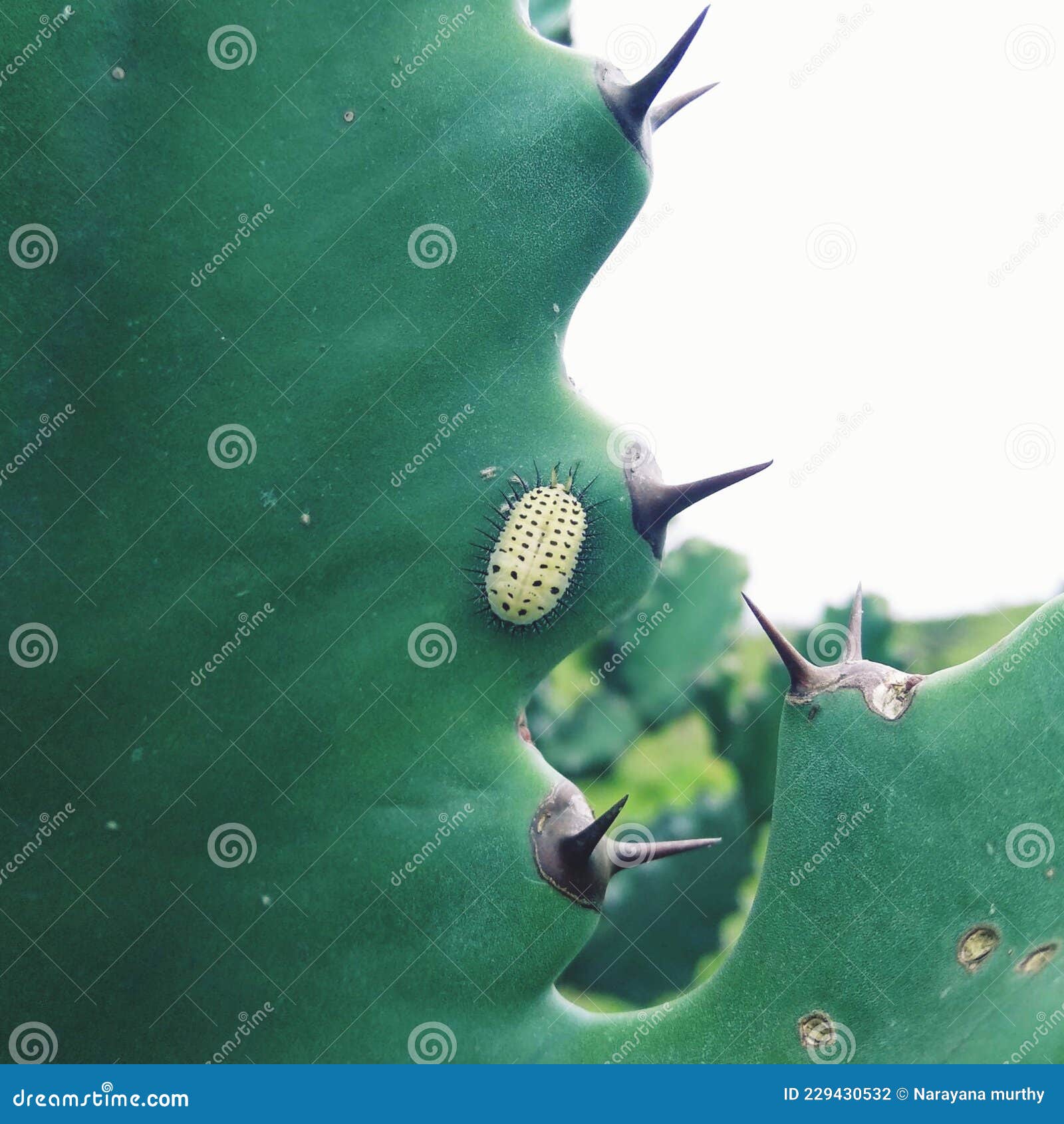 Insect on the cactus stock photo. Image of cactus, green - 229430532