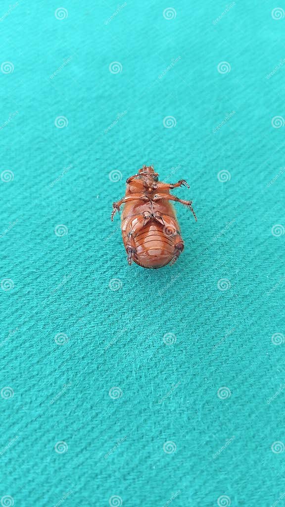 An Insect Called Maladera Castanea with a Green Background Stock Photo ...