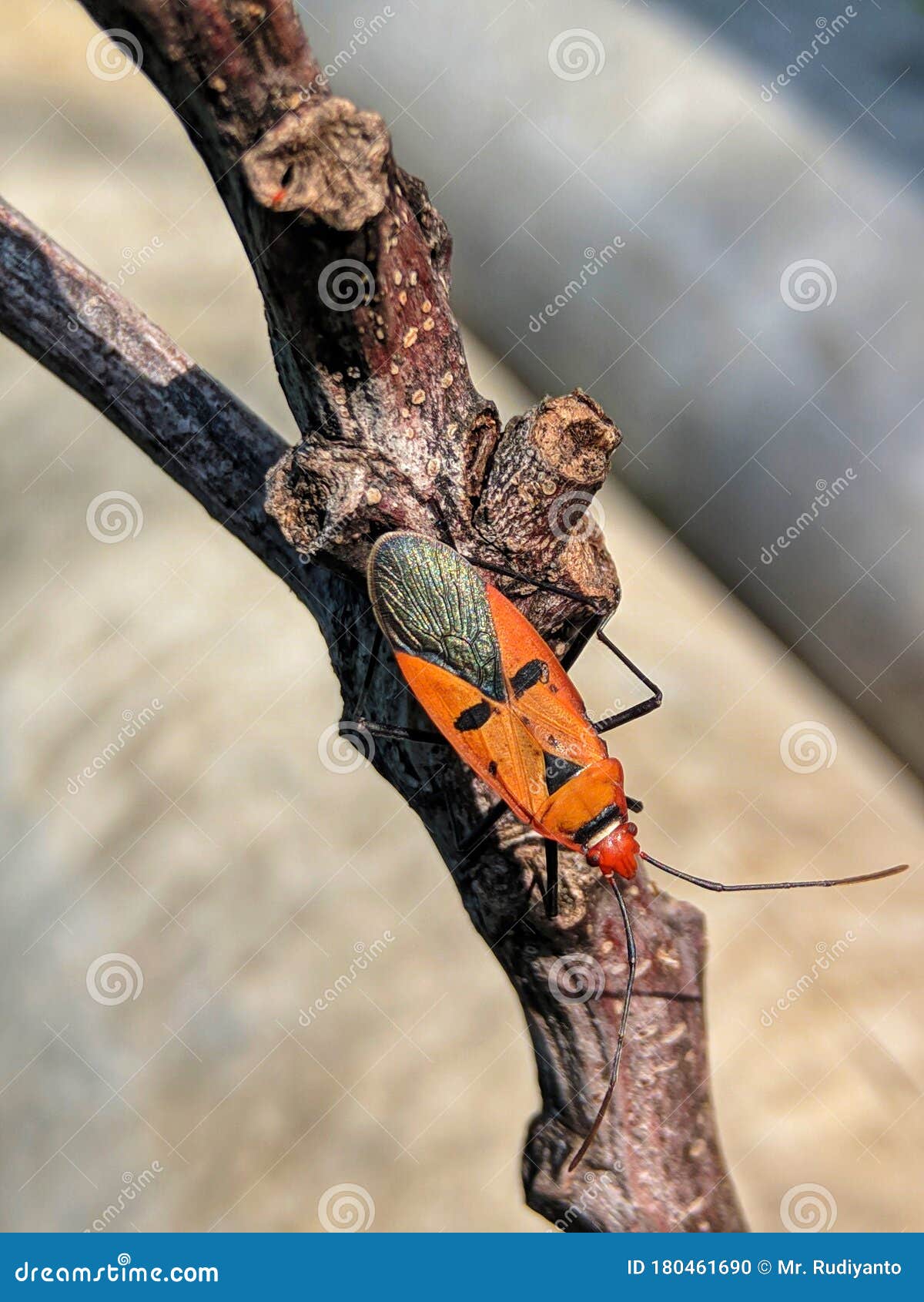 This Insect Called Red Cotton Bug Stock Photo - Image of animal, wood ...