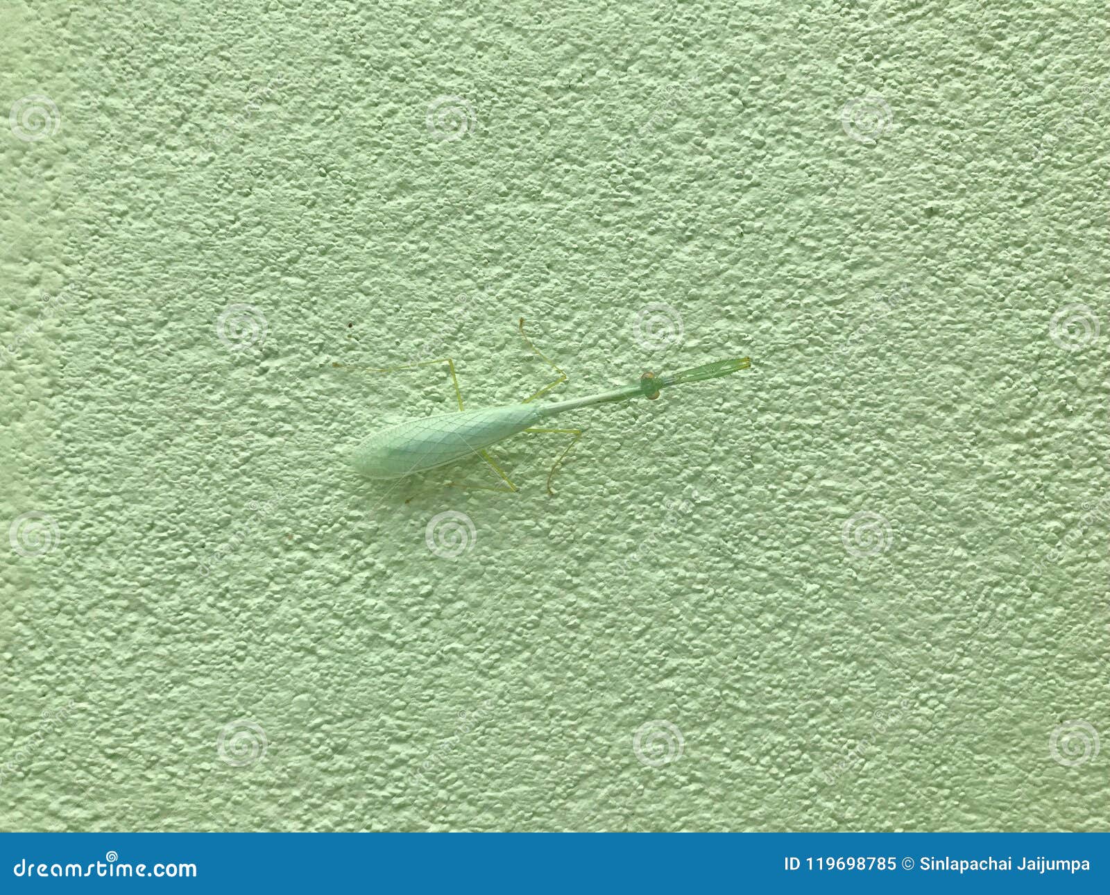 Insect Camouflage on Mortar Green Wall. Stock Image - Image of ...