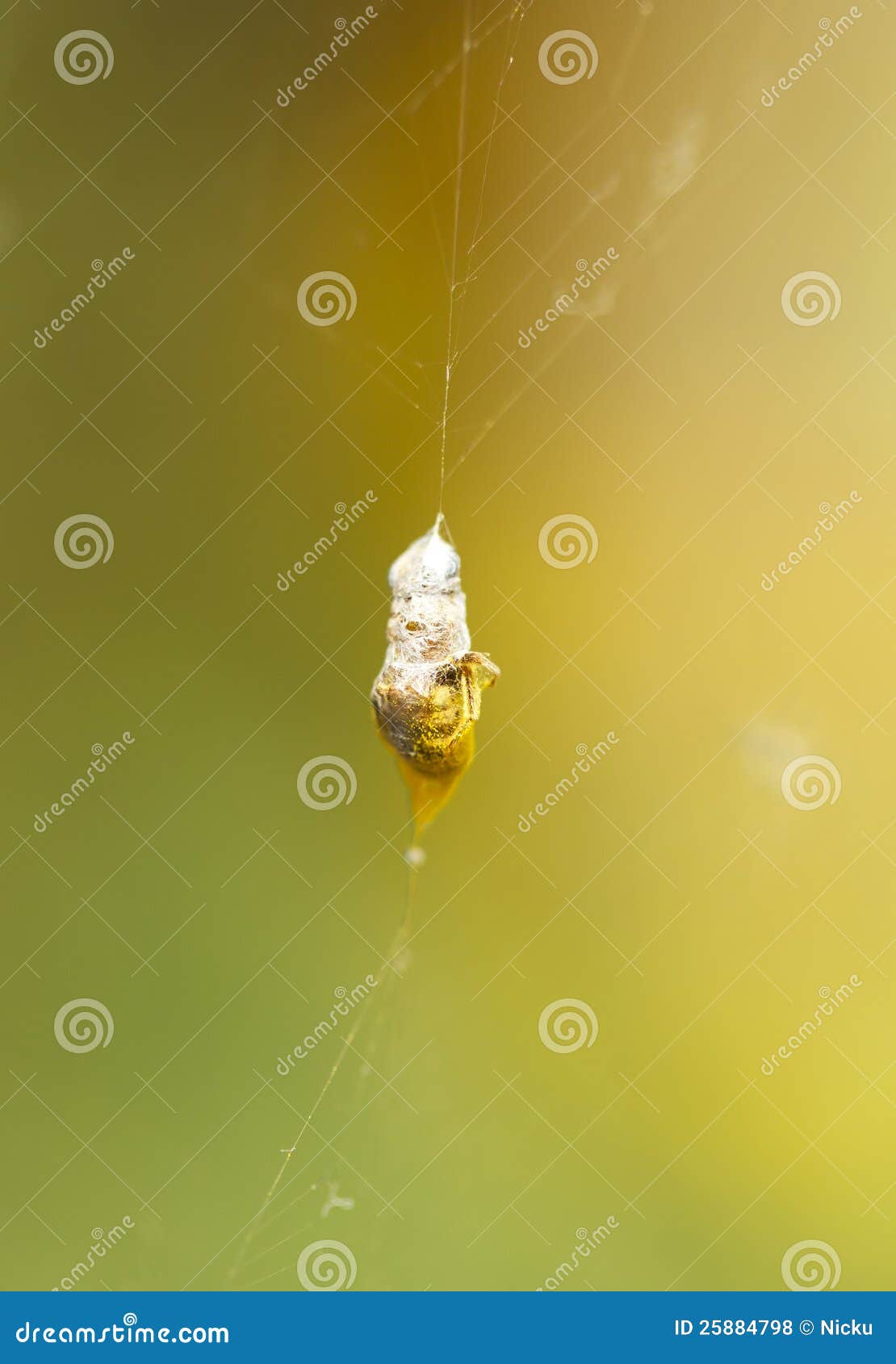 Insect Captured by a Spider Web Stock Photo - Image of middle, small ...