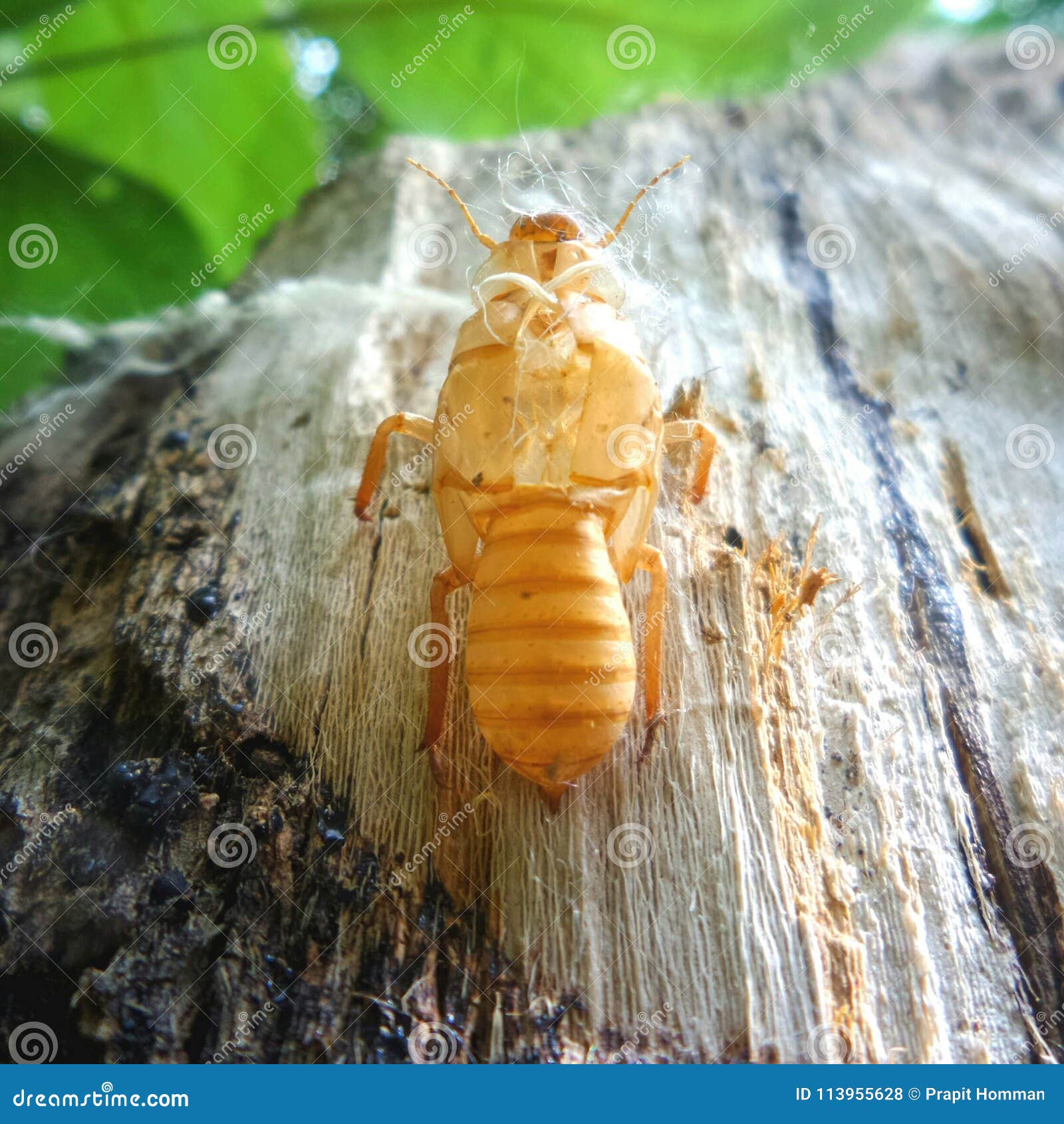Insect carcass. stock photo. Image of insect, carcass - 113955628