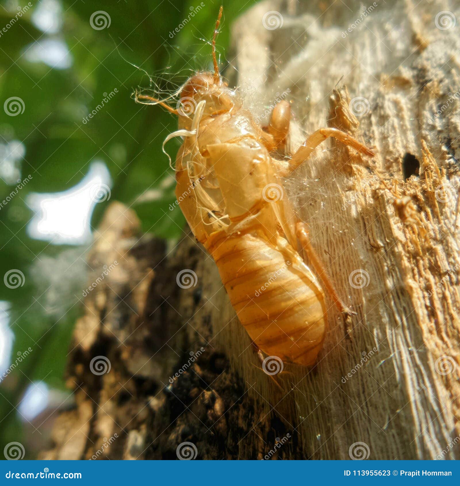 Insect carcass. stock image. Image of tree, insect, yellow - 113955623