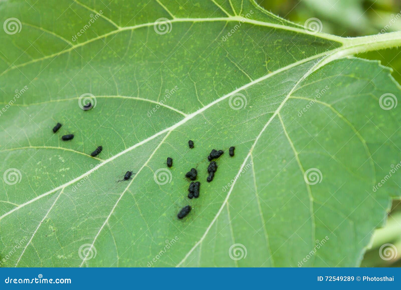 Insect carcasses stock image. Image of plant, abstract - 72549289