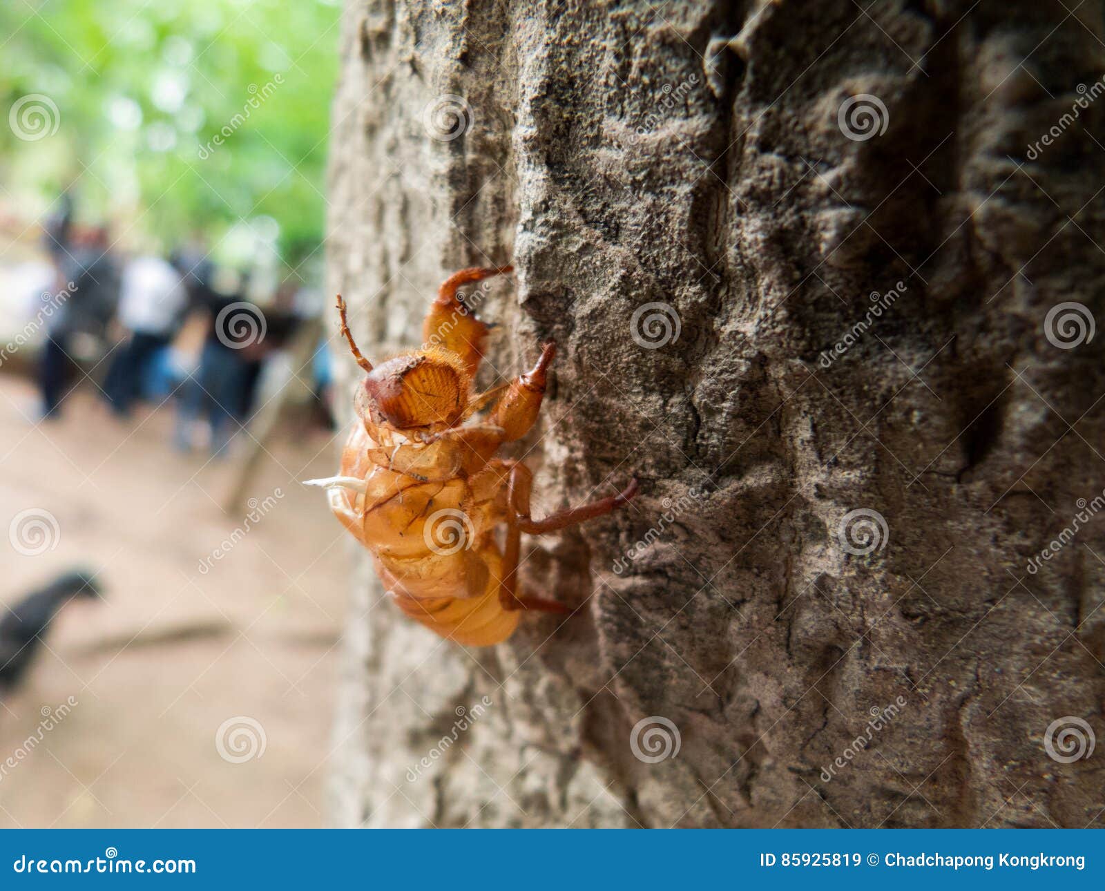 The Insect stock image. Image of brown, soil, insects - 85925819