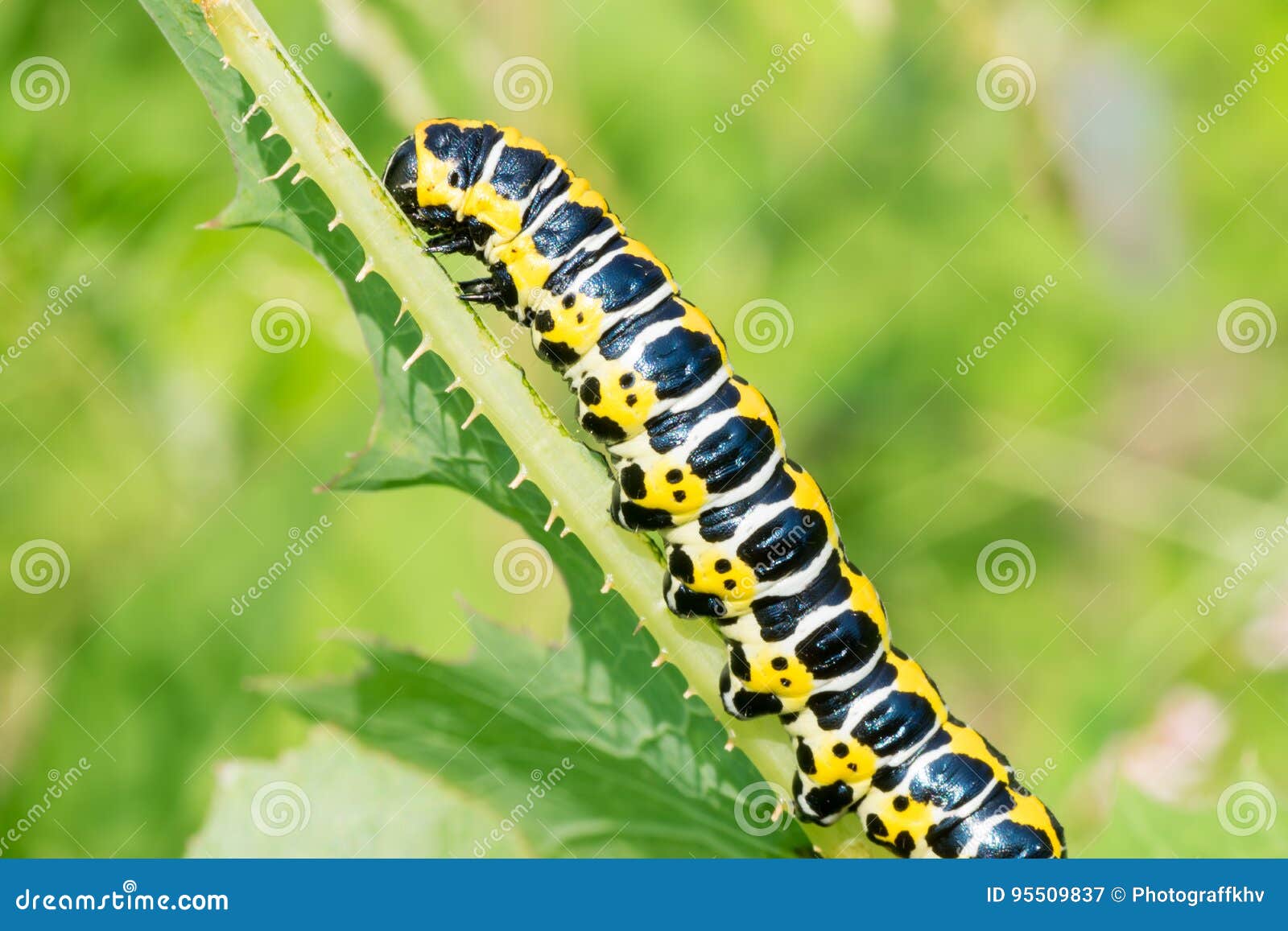 Insect caterpillar stock image. Image of caterpillar - 95509837