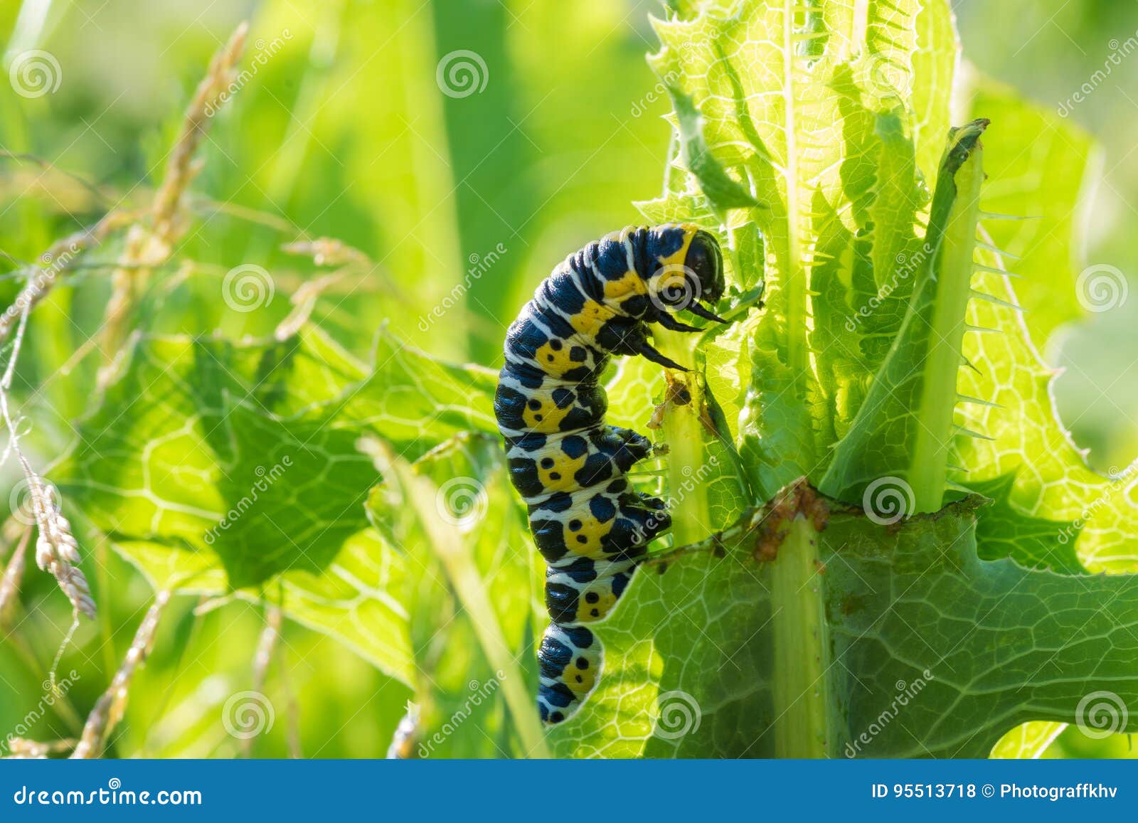 Insect caterpillar stock photo. Image of summer, invertebrate - 95513718