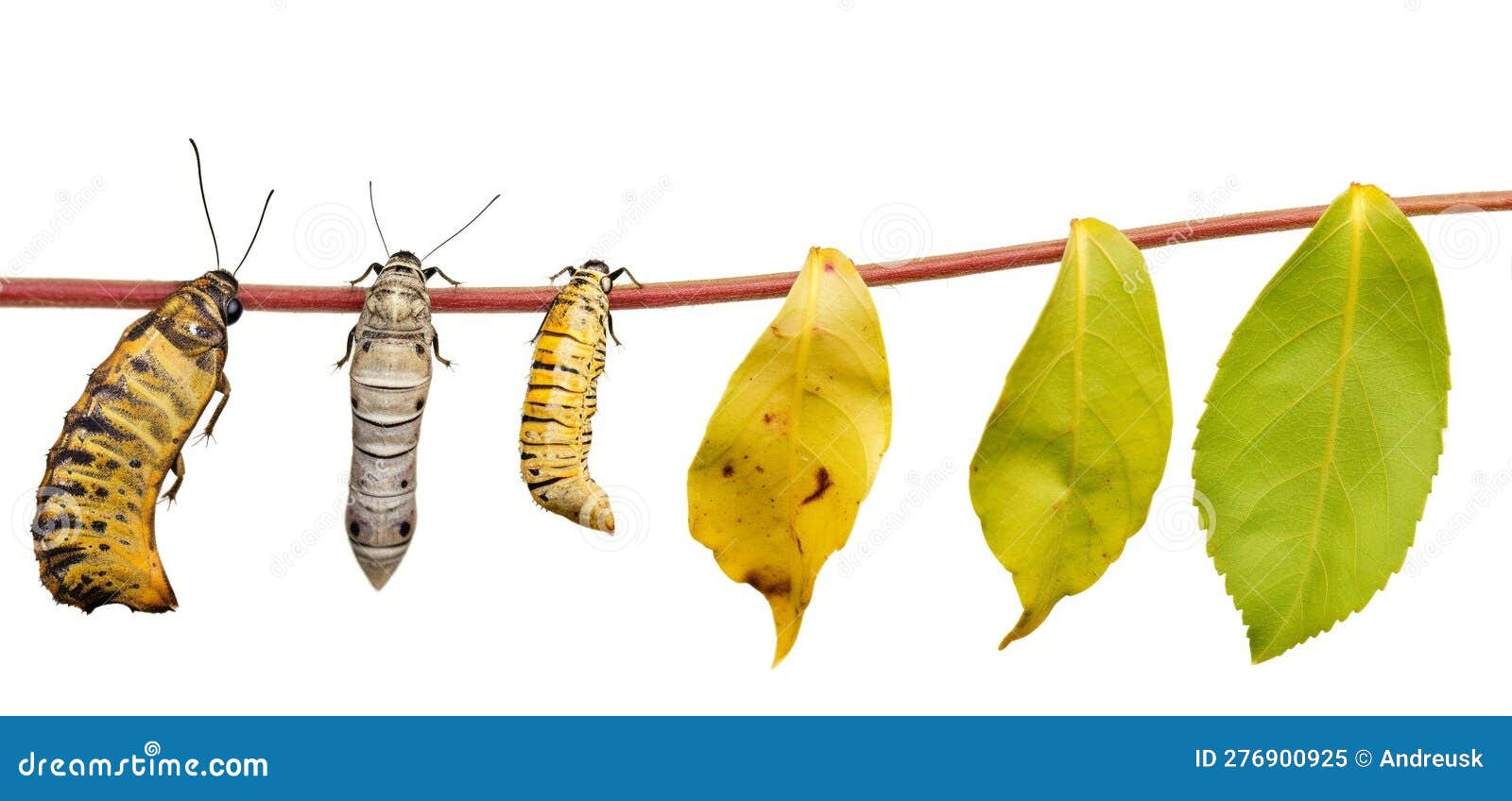 Insect Caterpillar Pests on Leaves, White Background Stock Image ...
