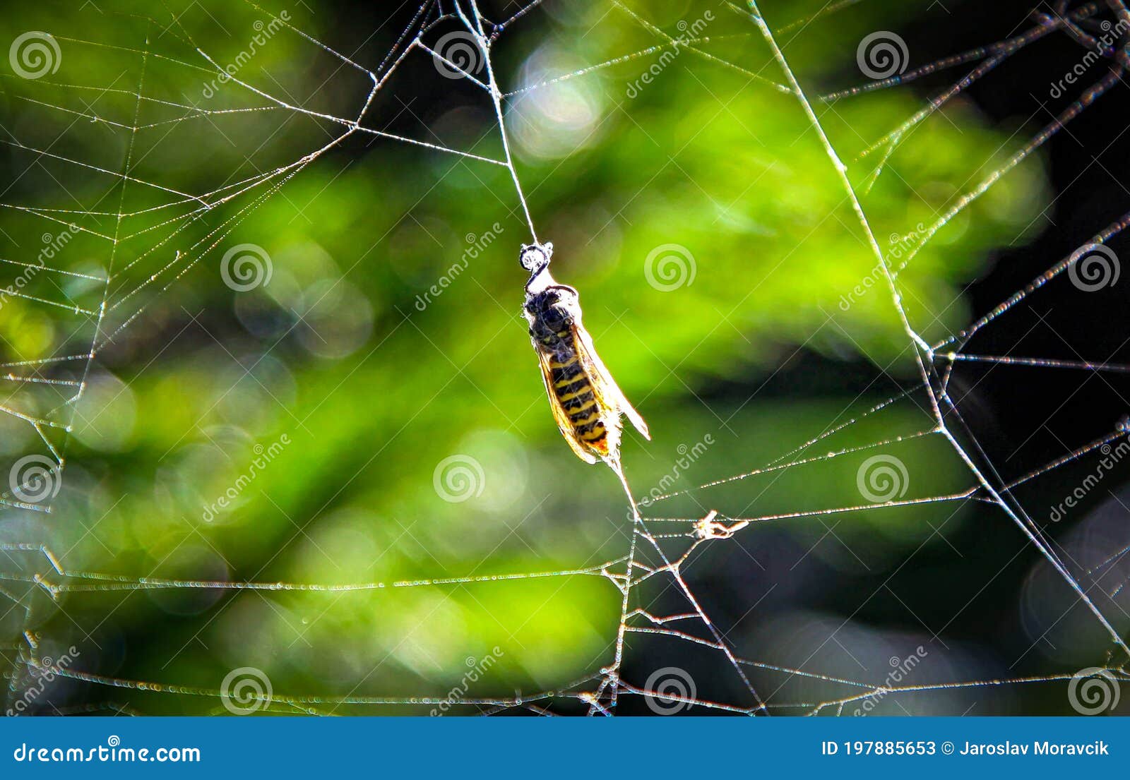 Insect Caught in Spider Web Stock Image - Image of cobweb, macro: 197885653