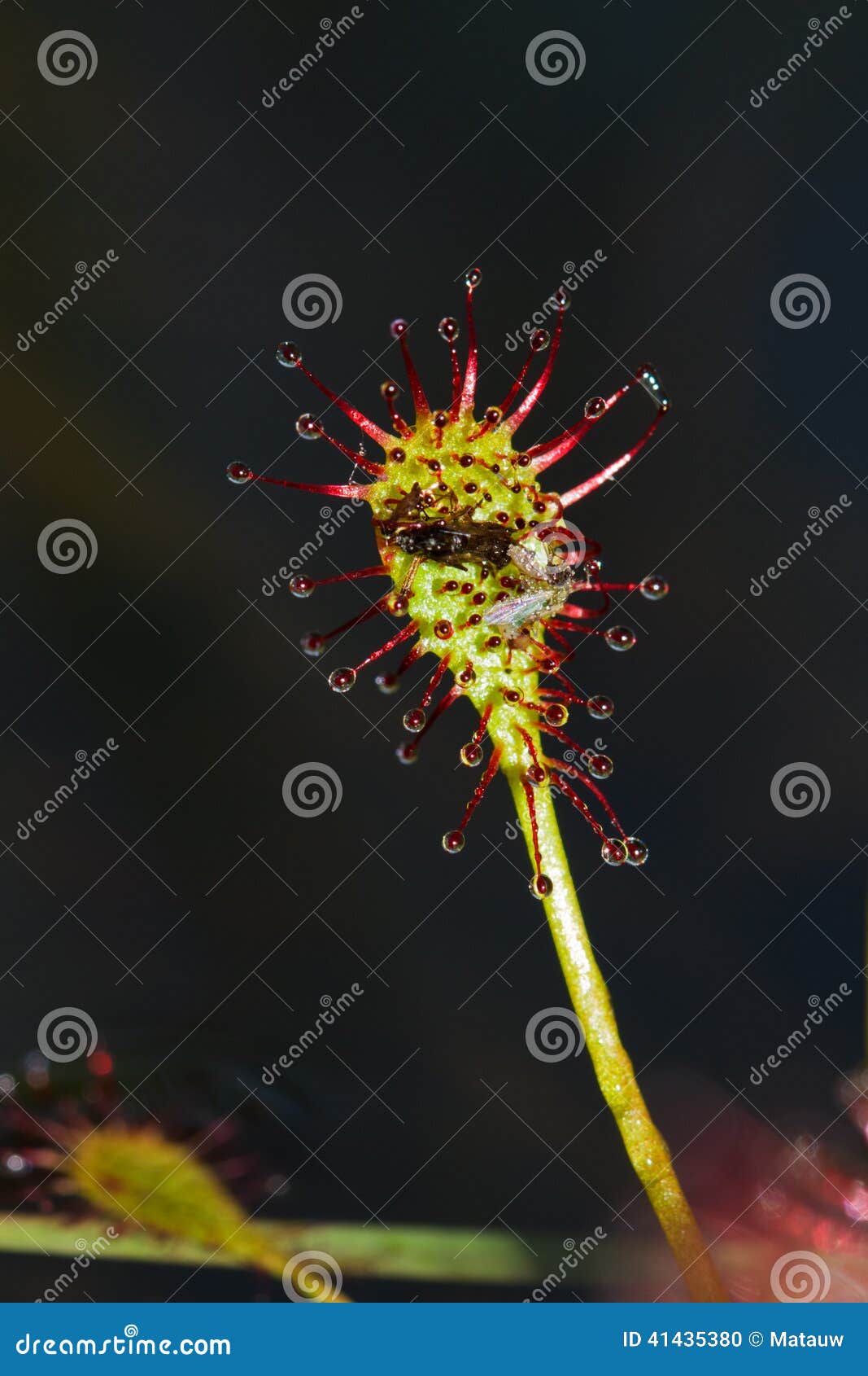 Insect caught by Sundew stock photo. Image of carnivorous - 41435380