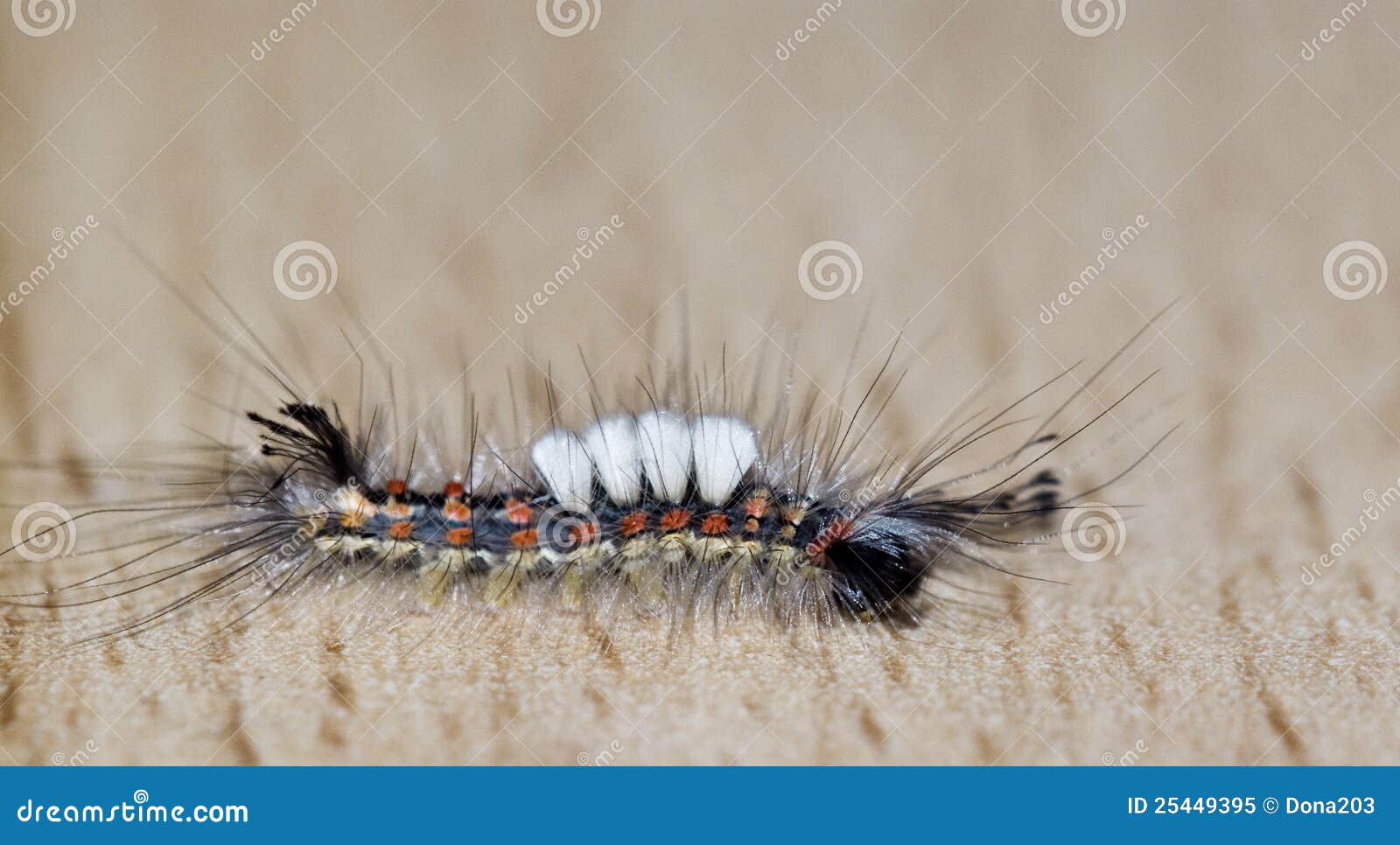 Insect - Centipede stock image. Image of shape, pattern - 25449395