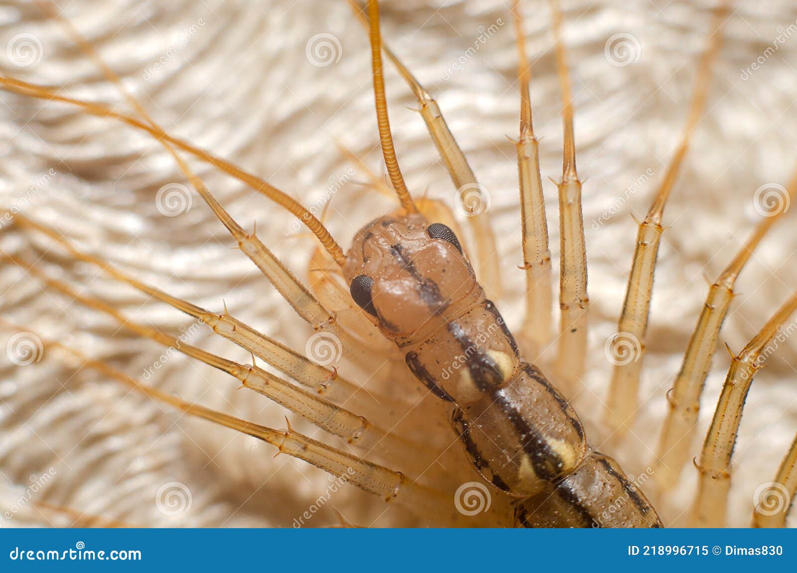 Centipede, Close Up Of Centipede Creep Slowly On The Ground, Closeup Of ...