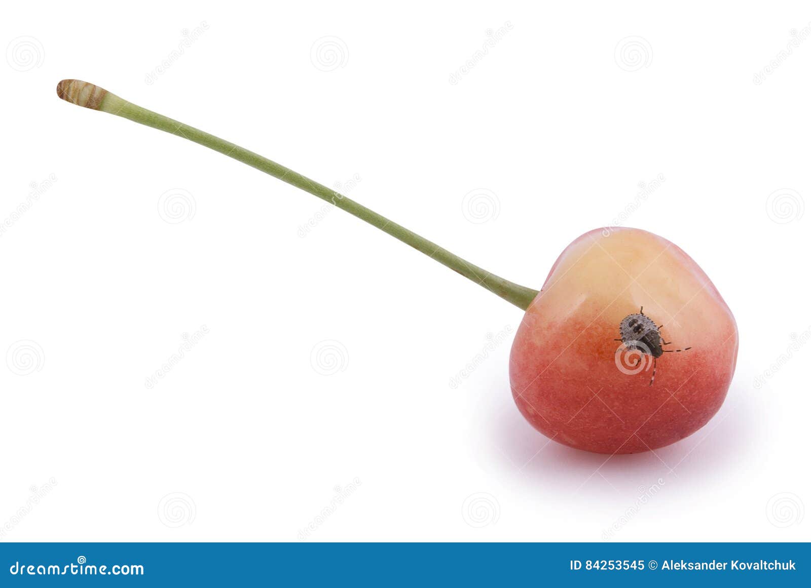 Insect on cherry stock image. Image of macro, juicy, healthy - 84253545