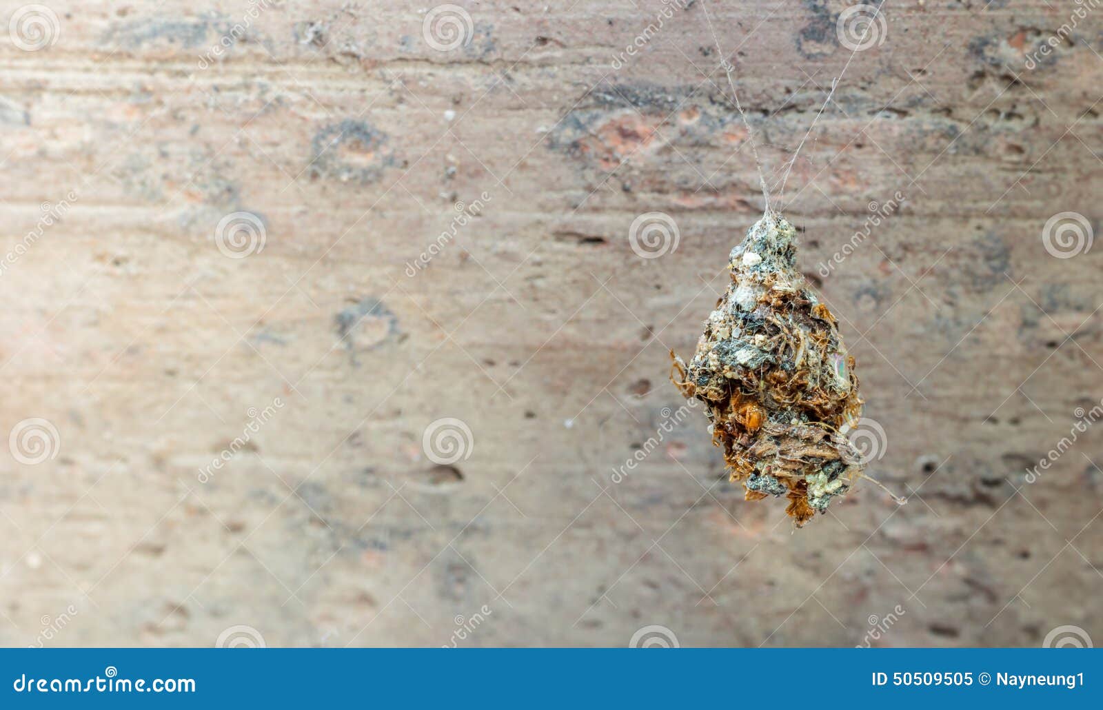 Insect Chrysalis Hanging on Wall Stock Image - Image of cocoon ...