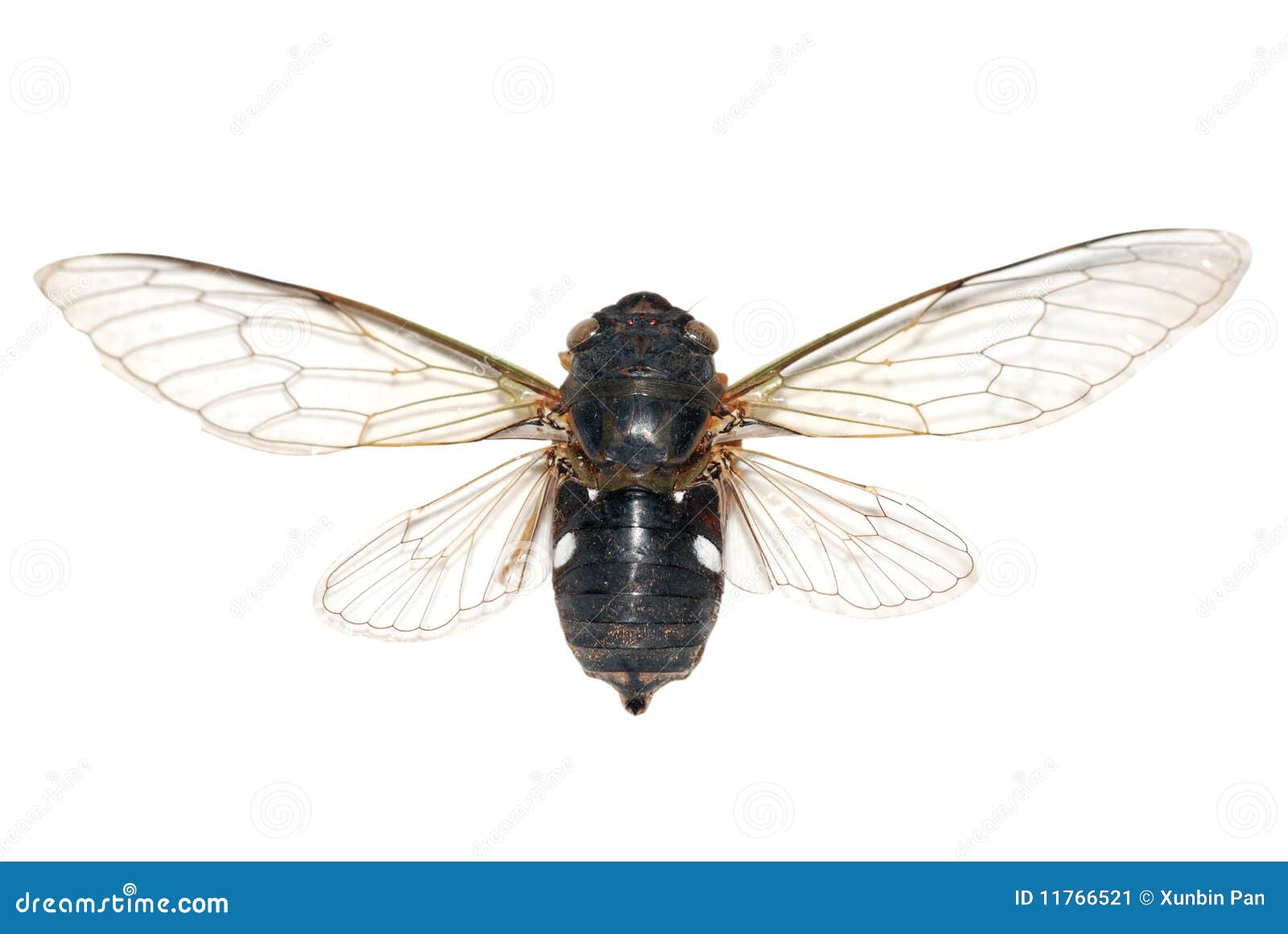 Insect cicada stock image. Image of greece, alone, forest - 11766521